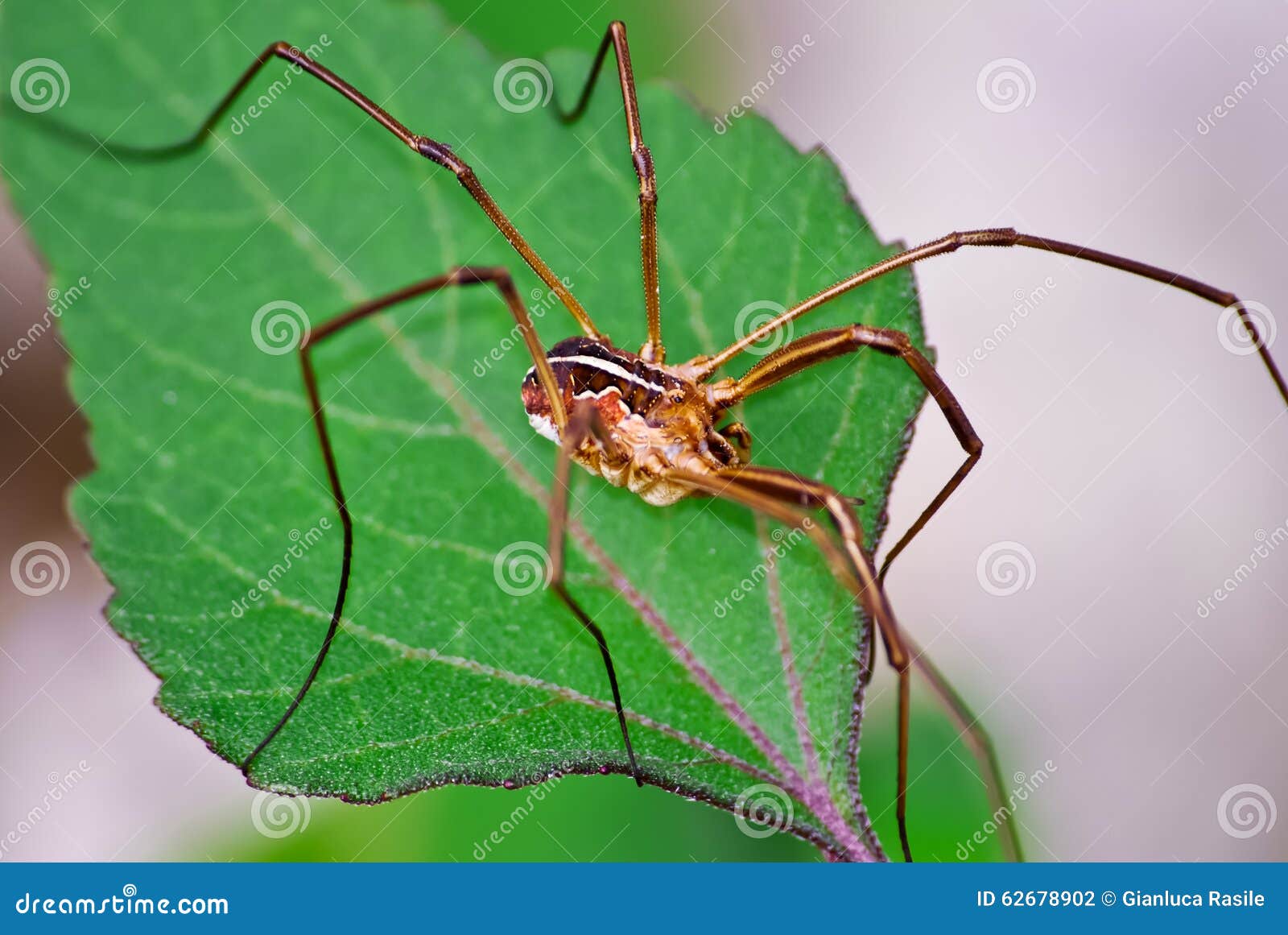 Opiliones stock photo. Image of close, arachnid, arthropods - 62678902
