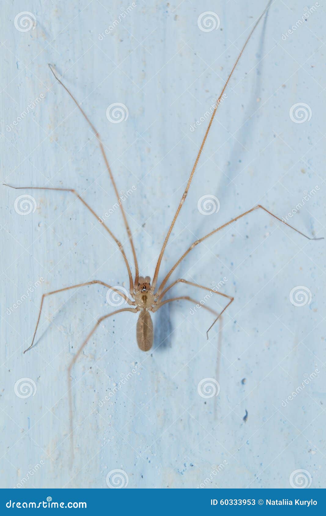 Opiliones stock image. Image of invertebrate, araneidae - 60333953