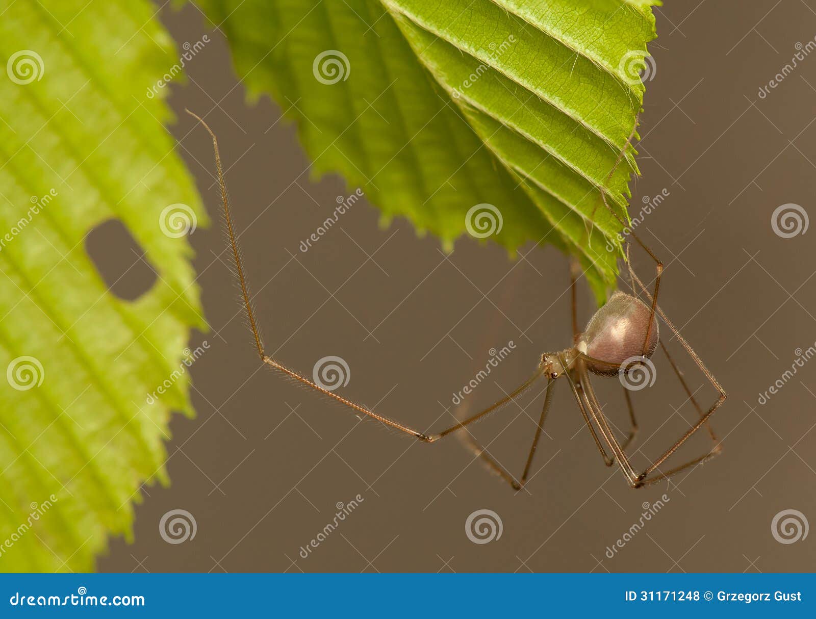 Opilionoides de Pholcus foto de archivo. Imagen de peligro - 31171248