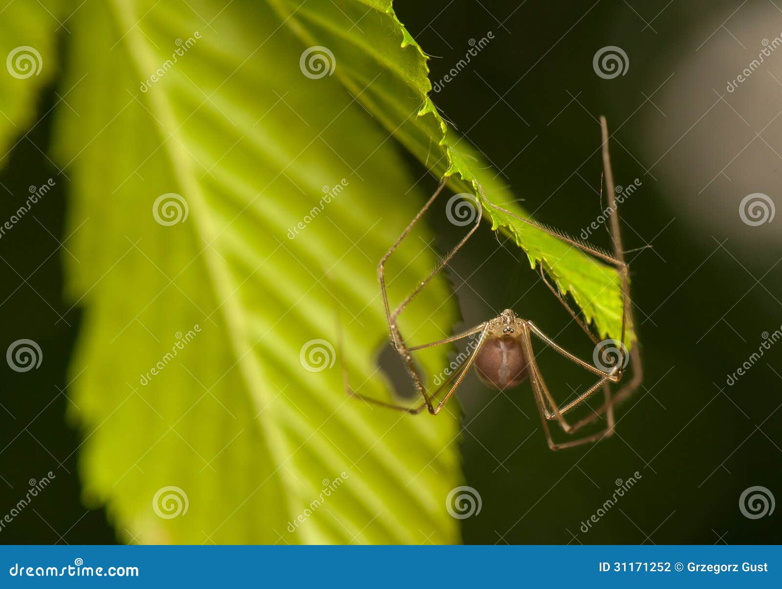 Opilionoides de Pholcus foto de stock. Imagem de pequeno - 31171252