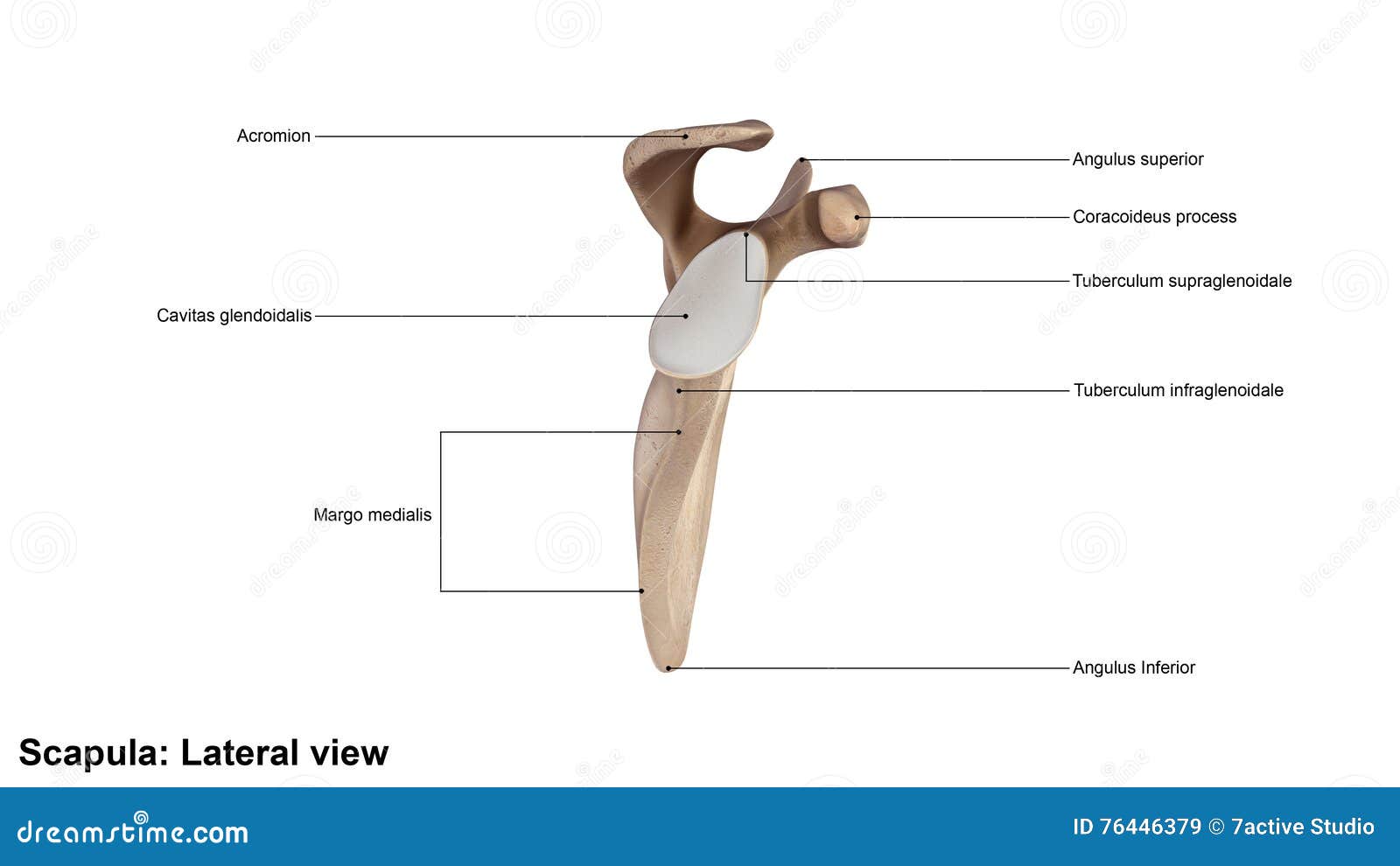 Opinião Da Lateral Da Omoplata Ilustração Stock - Ilustração de ...