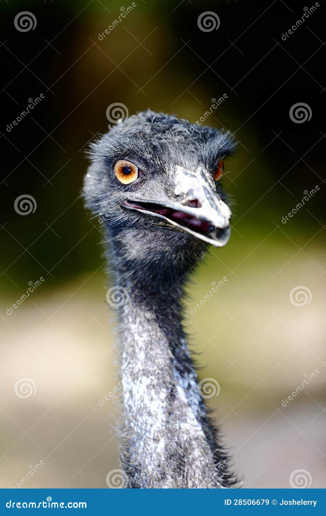 Opinião do frontal do Emu imagem de stock. Imagem de predador - 28506679