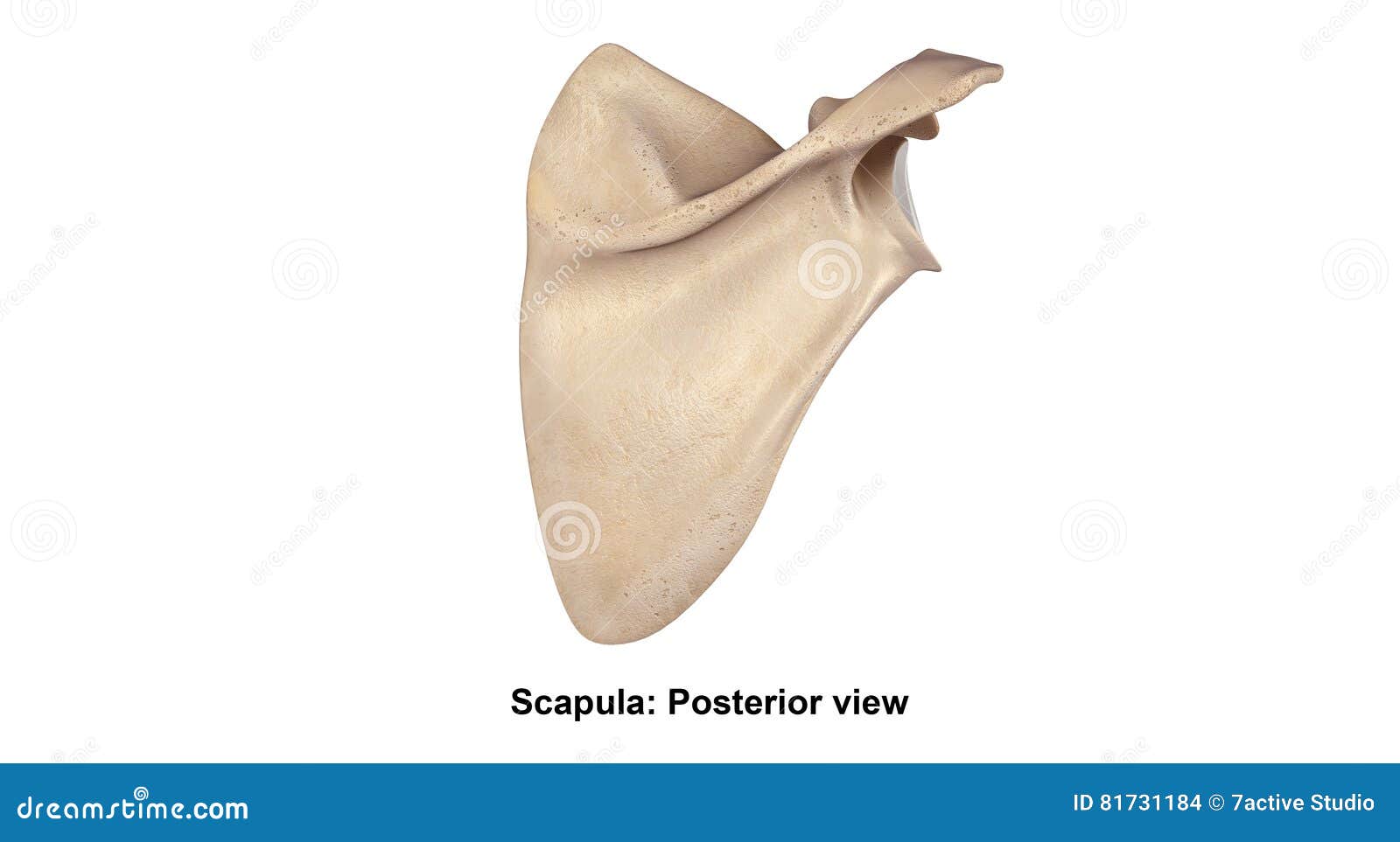 Opinião Do Traseiro Da Omoplata Foto de Stock - Imagem de cinta, osso ...