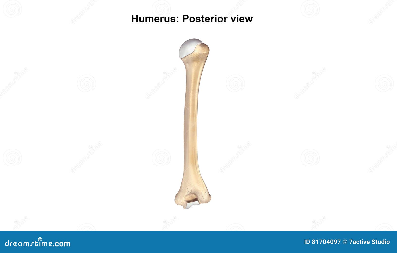 Opinião Do Traseiro Do Osso Do úmero Imagem de Stock - Imagem de ...