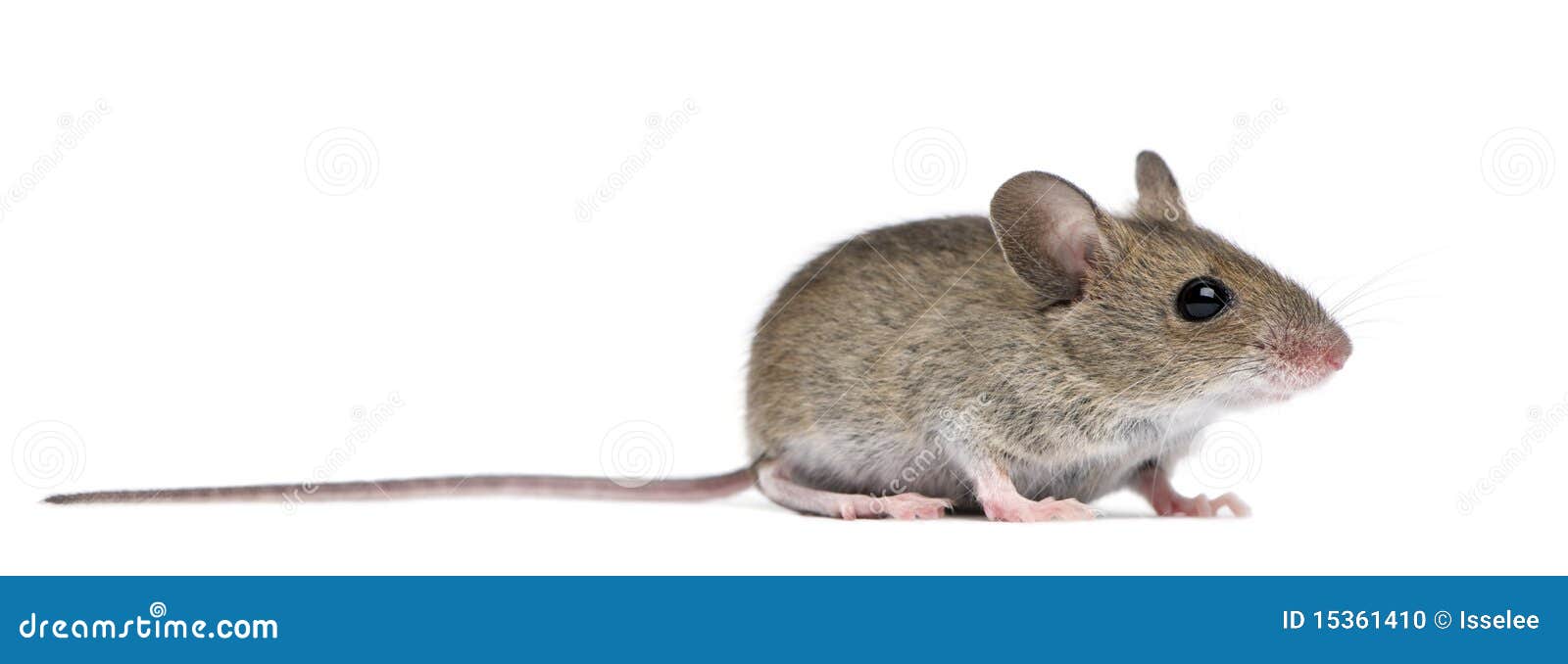 Opinião Lateral O Rato De Madeira Foto de Stock - Imagem de rato, corte ...