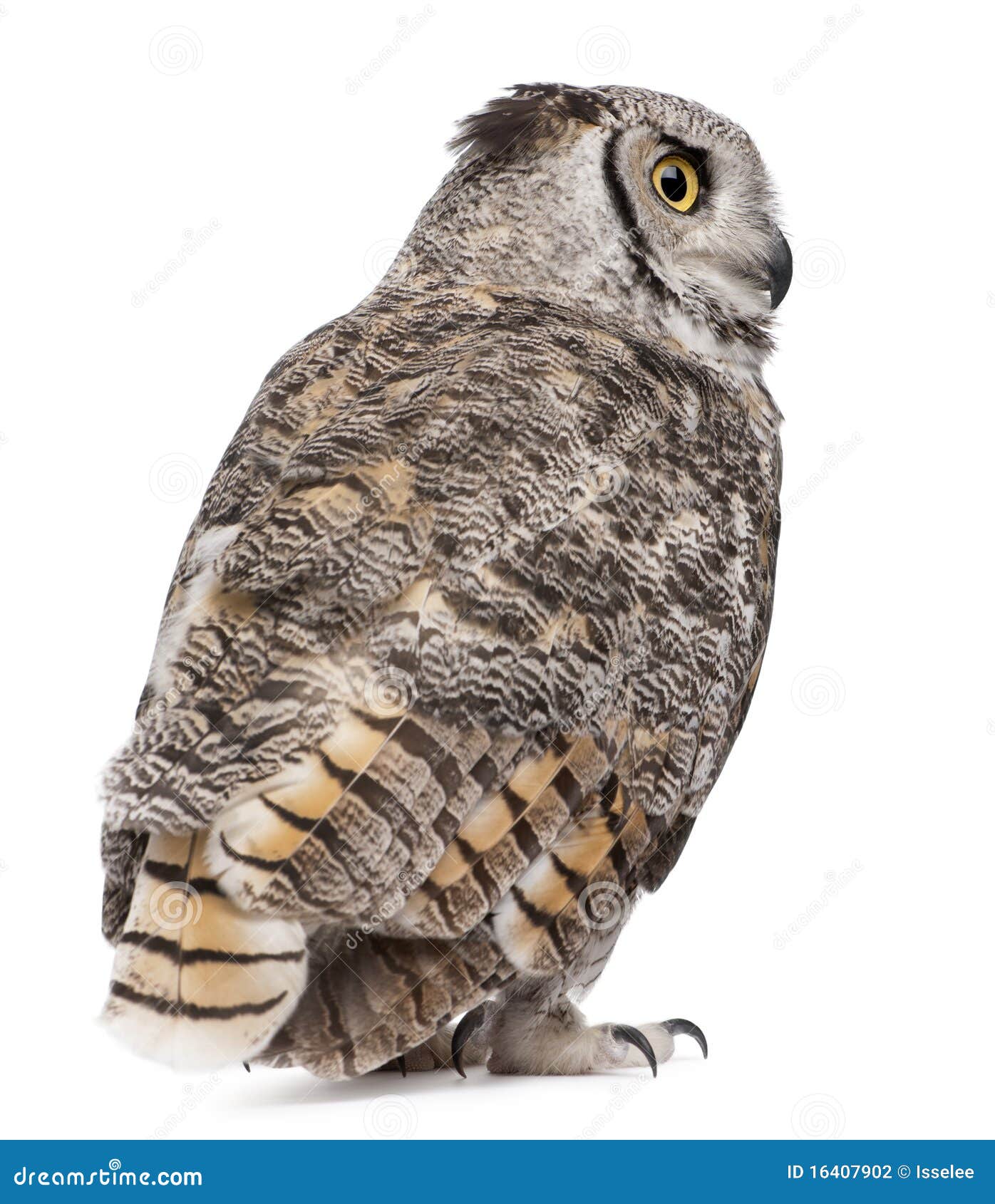 Opinión Trasera El Gran Buho De Cuernos Foto de archivo - Imagen de ...