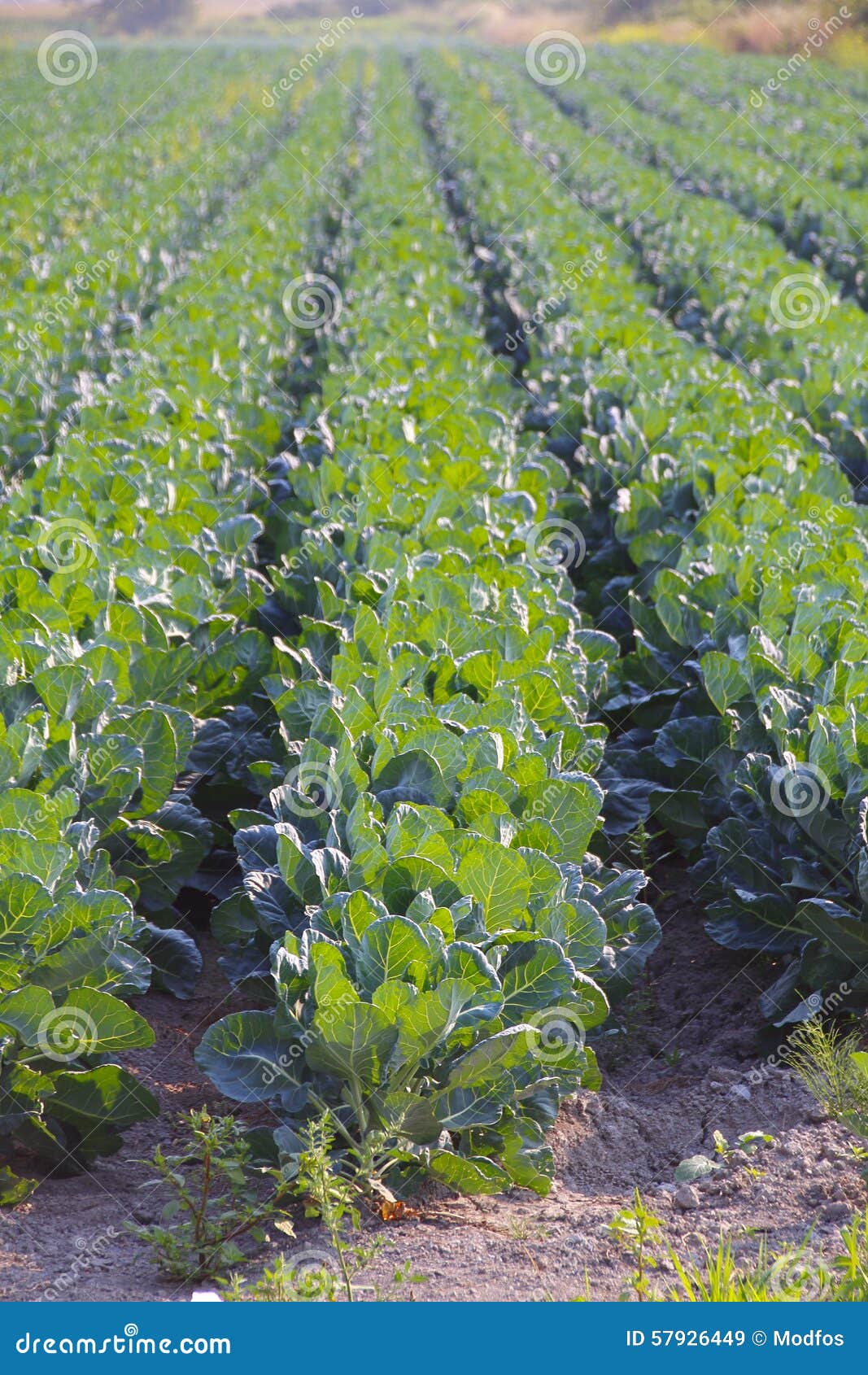 Opinión Vertical La Cosecha De La Coliflor Imagen de archivo - Imagen ...