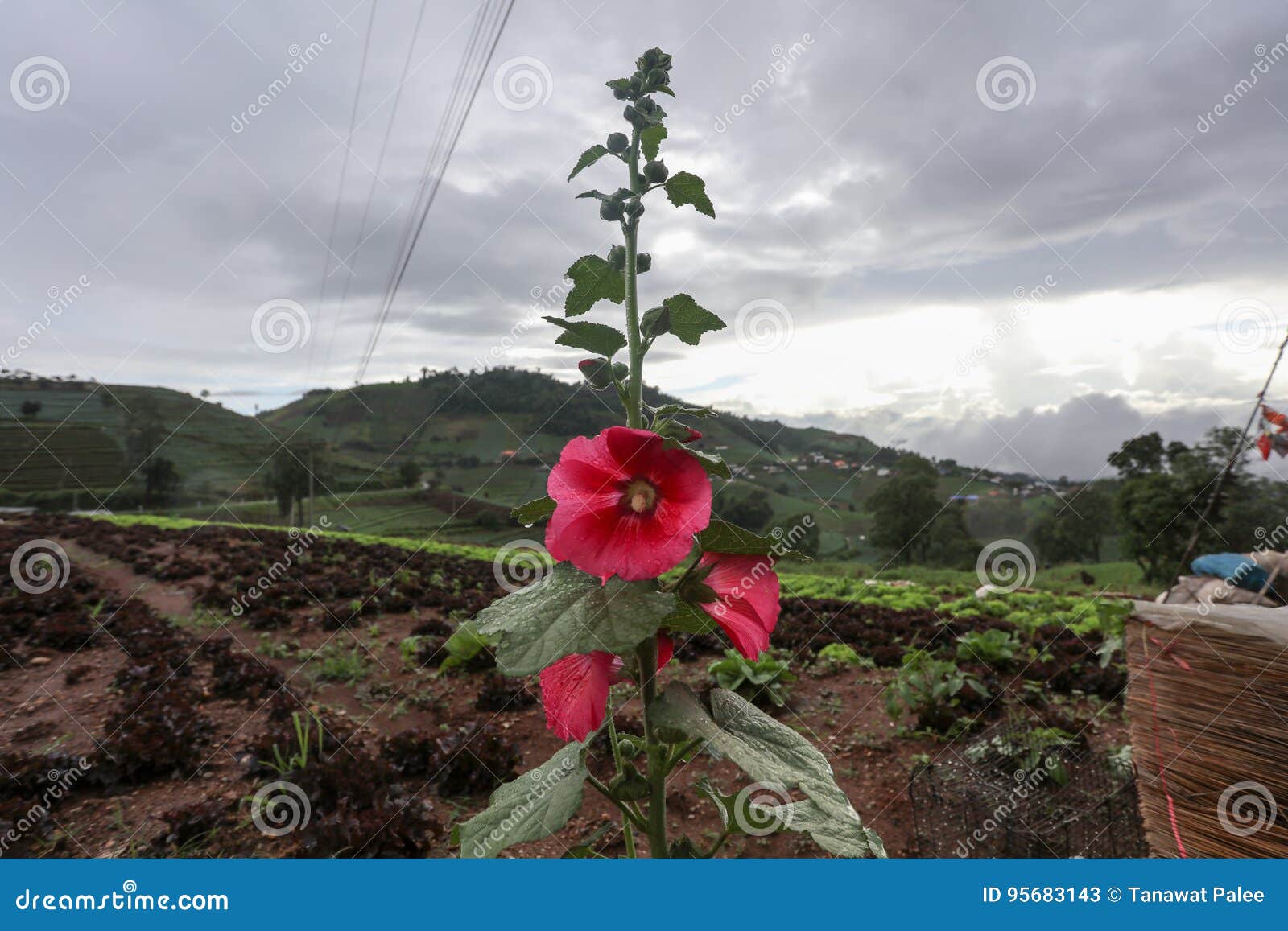 Opio imagen de archivo. Imagen de belleza, pétalo, flores - 95683143