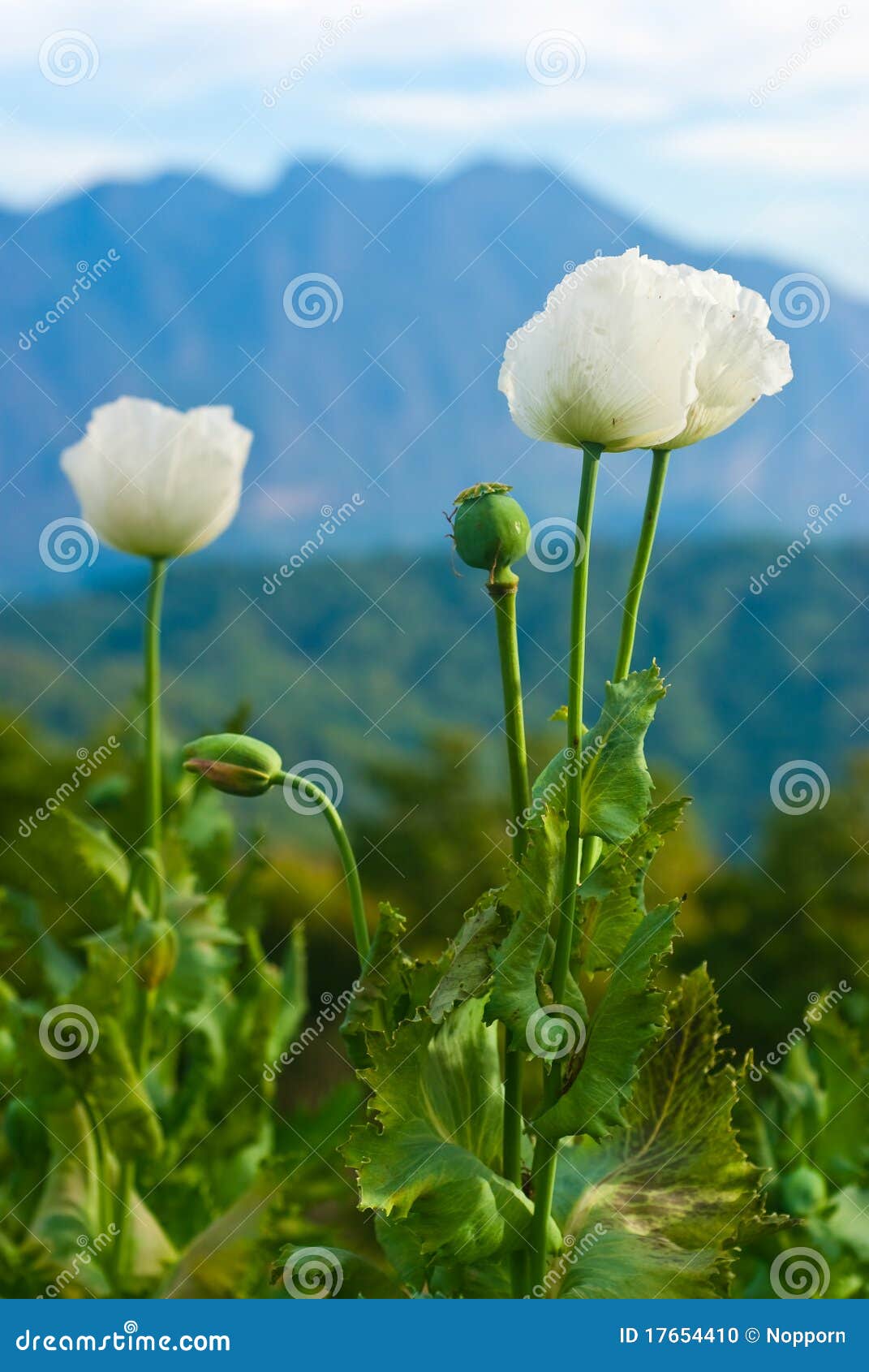 Opio de la flor foto de archivo. Imagen de ambiente, amapola - 17654410