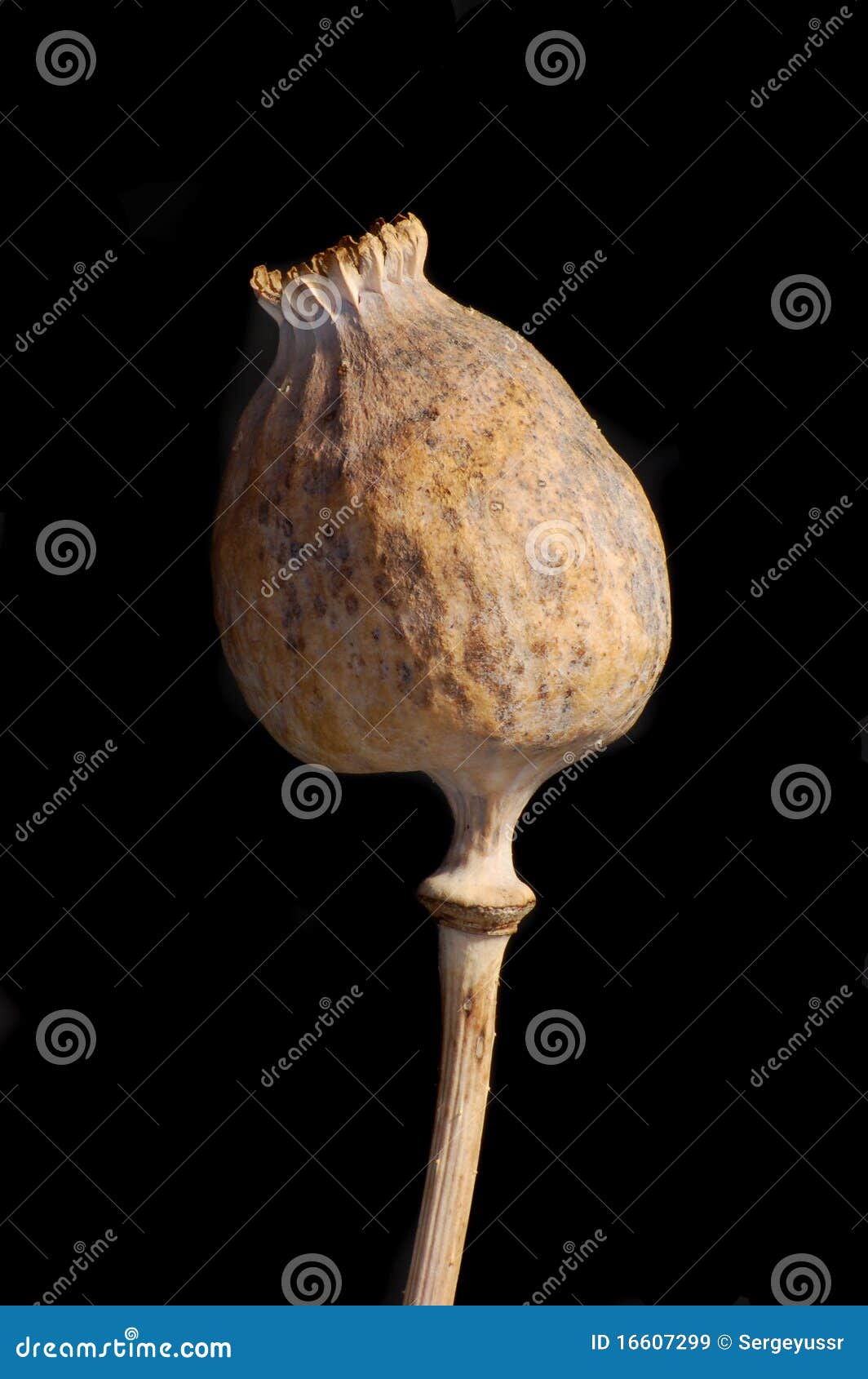Opium stock image. Image of drug, garden, natural, papaver - 16607299