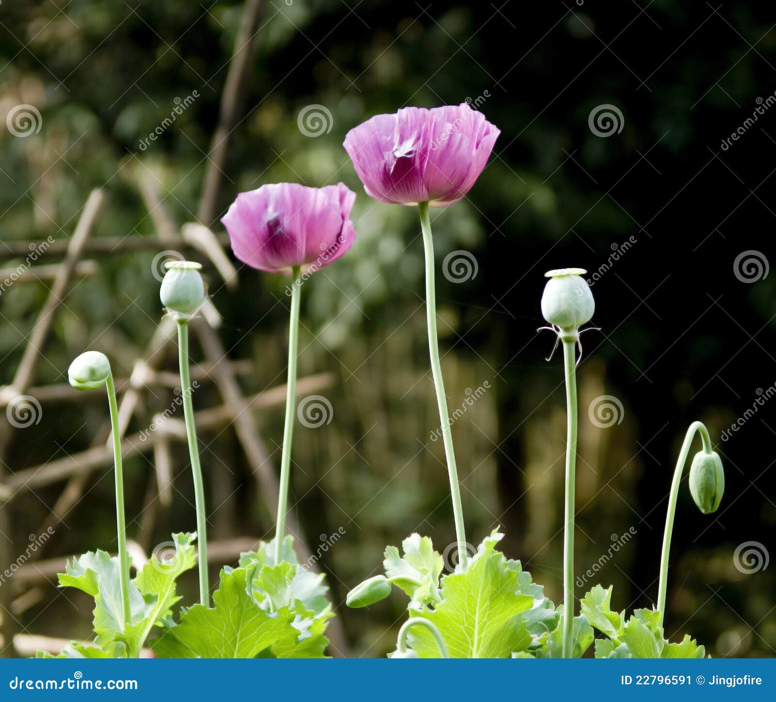 Opium stock image. Image of flower, white, plant, garden - 22796591