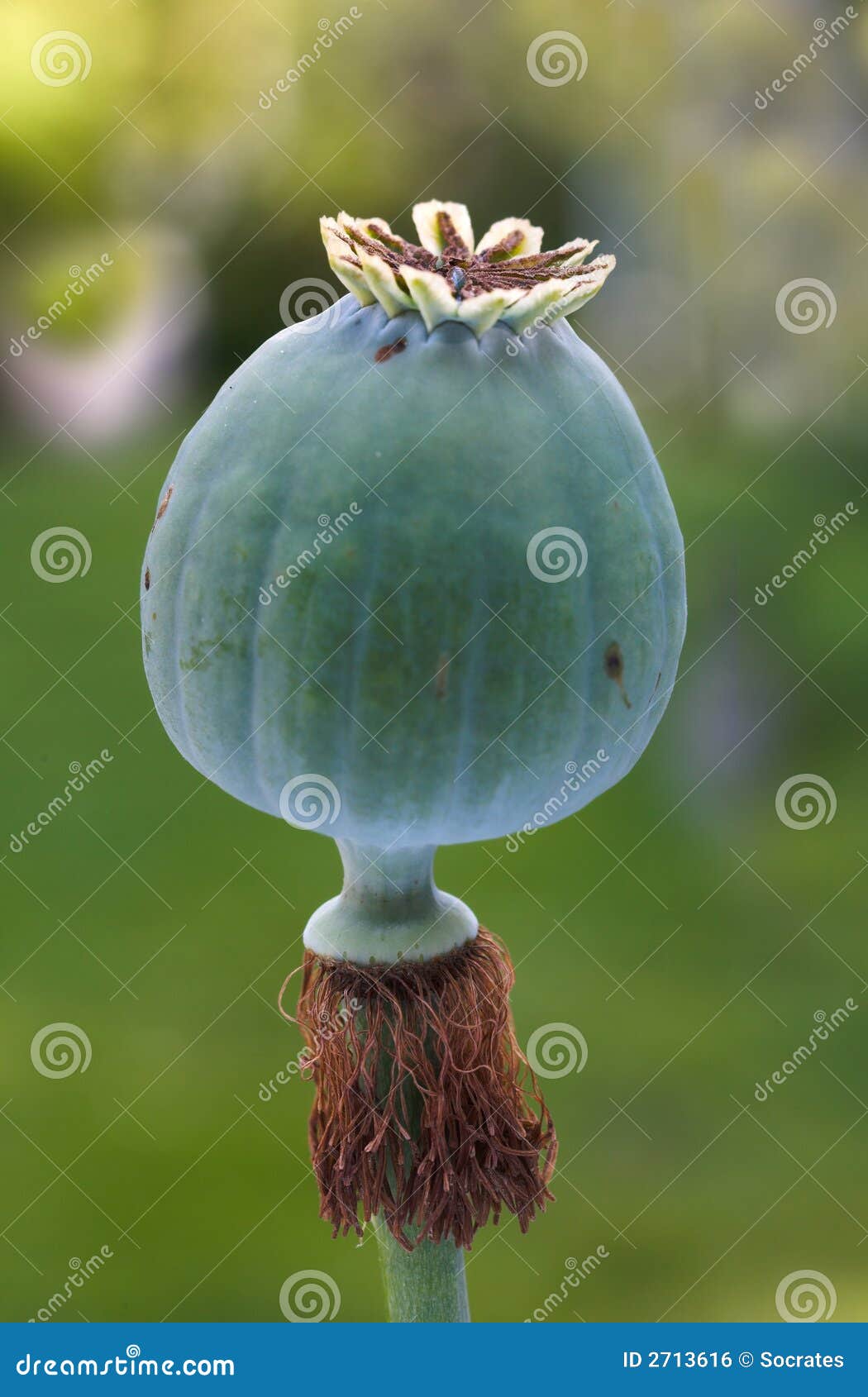 Opium stock photo. Image of culture, food, flower, floral - 2713616