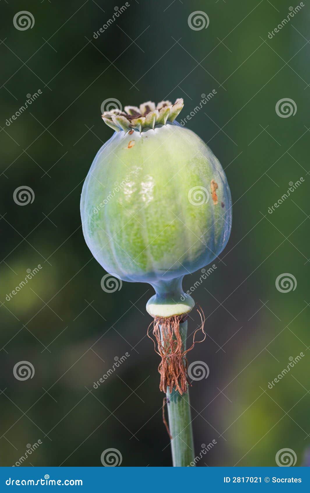 Opium stock image. Image of addiction, garden, food, bulb - 2817021