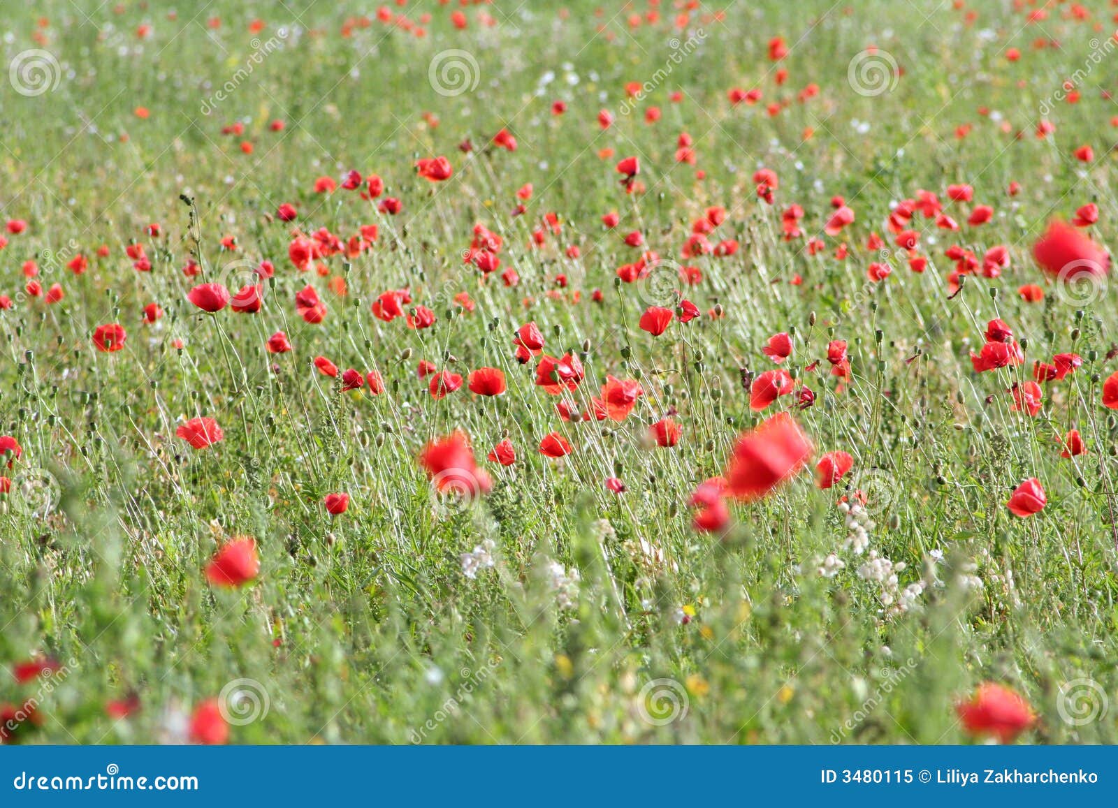 Opium image stock. Image du drogue, collecte, fleur, lentille - 3480115