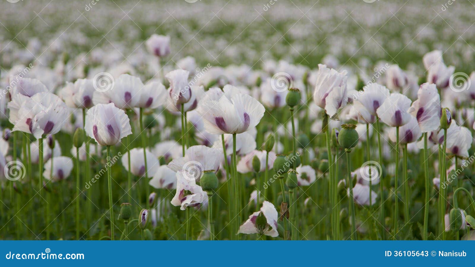 Opium stock image. Image of long, agriculture, macro - 36105643