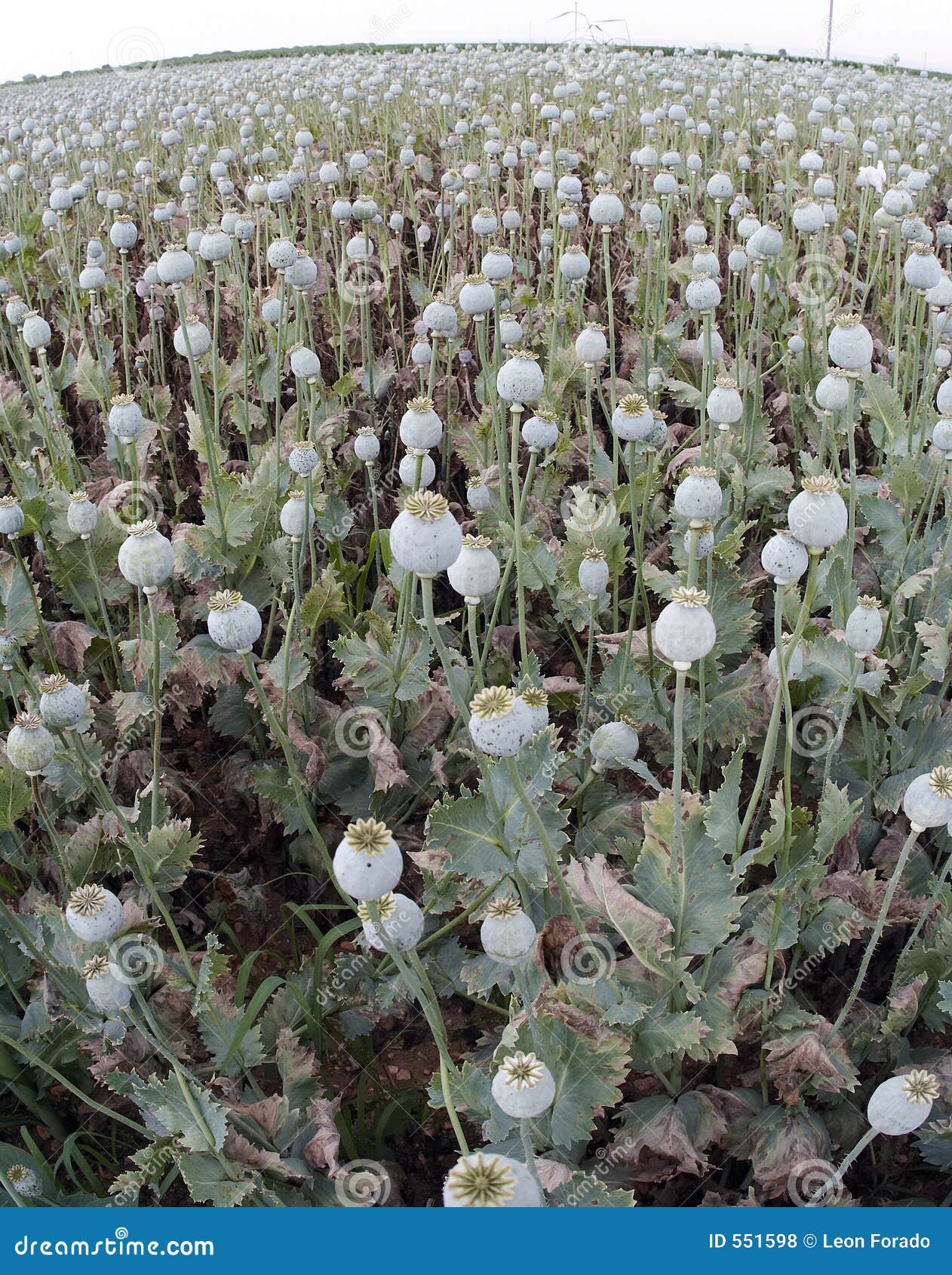 Opium crop stock photo. Image of opiate, crop, medicine - 551598