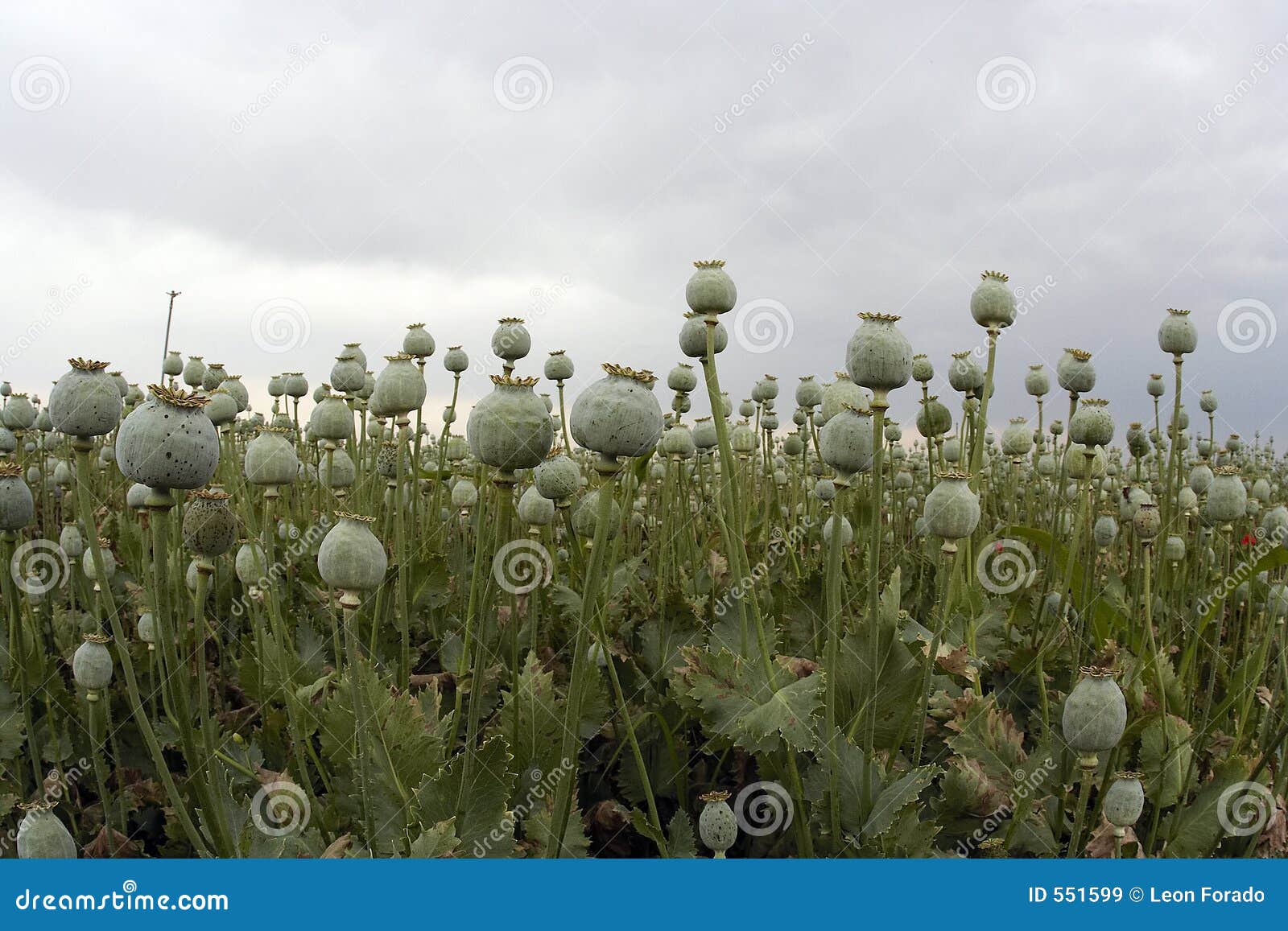 Opium Cultivation stock image. Image of farmer, seeds, growing - 551599
