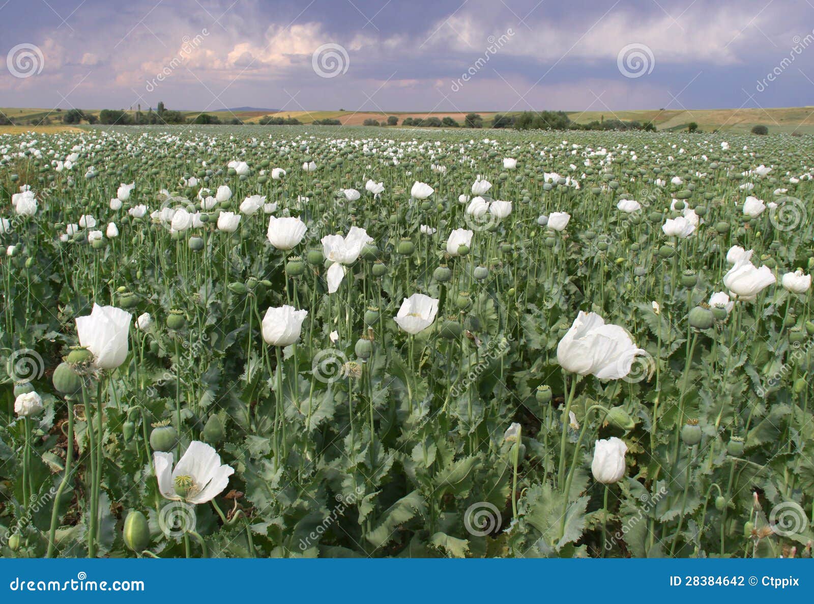 Opium Field stock photo. Image of flower, farm, farmland - 28384642
