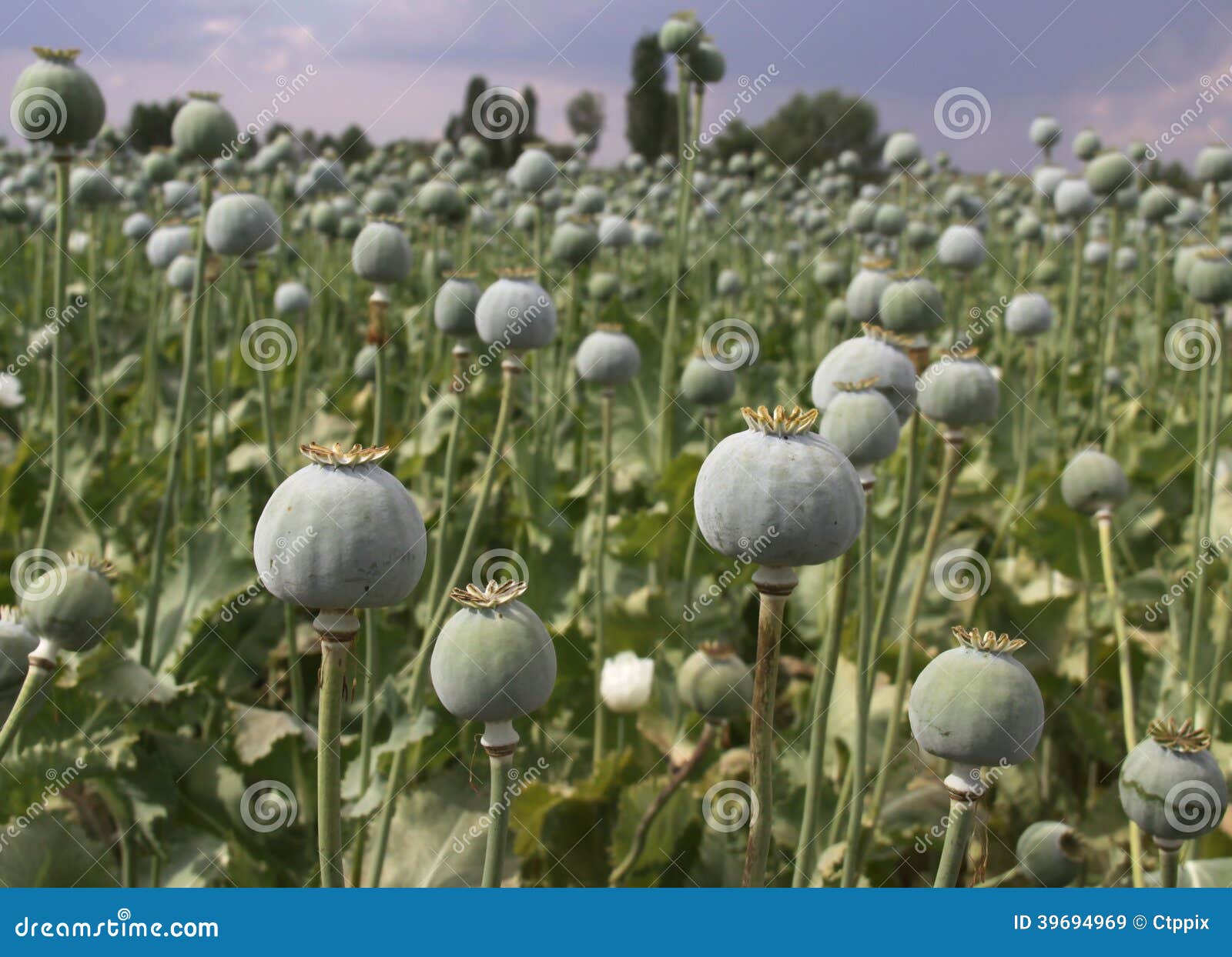 Opium Field stock image. Image of close, addiction, background - 39694969