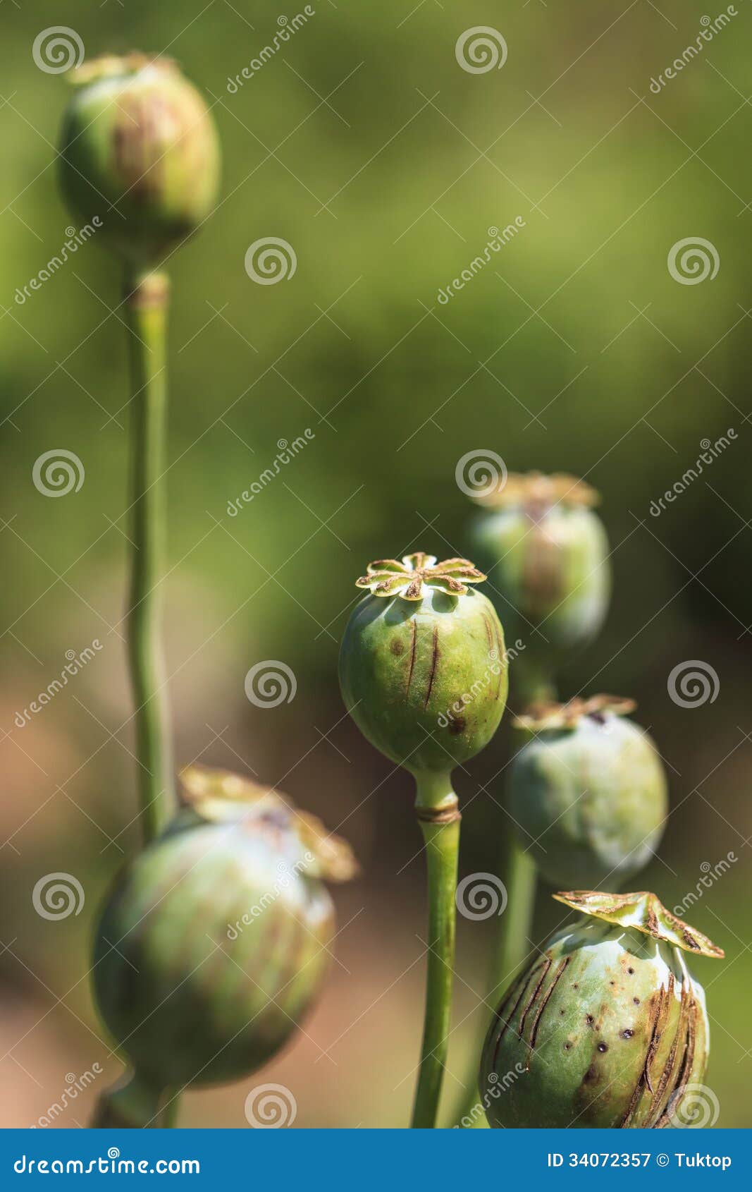 Opium field stock image. Image of plant, closeup, green - 34072357