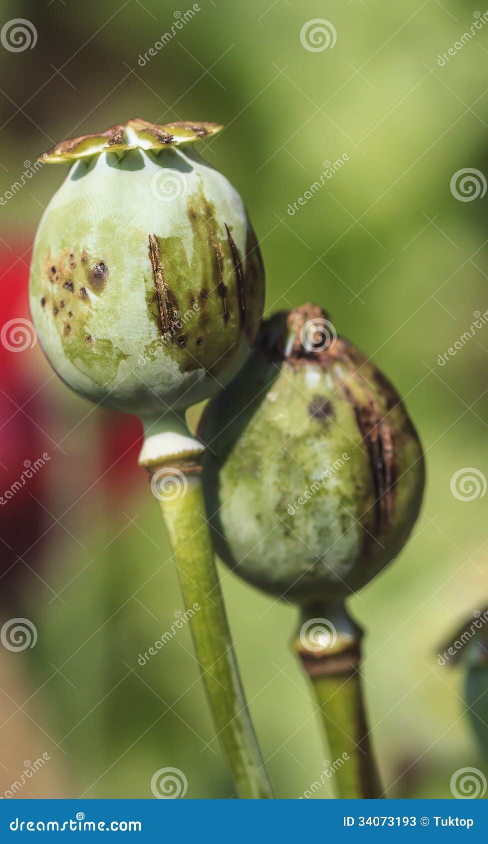Opium field stock image. Image of poppy, green, agriculture - 34073193