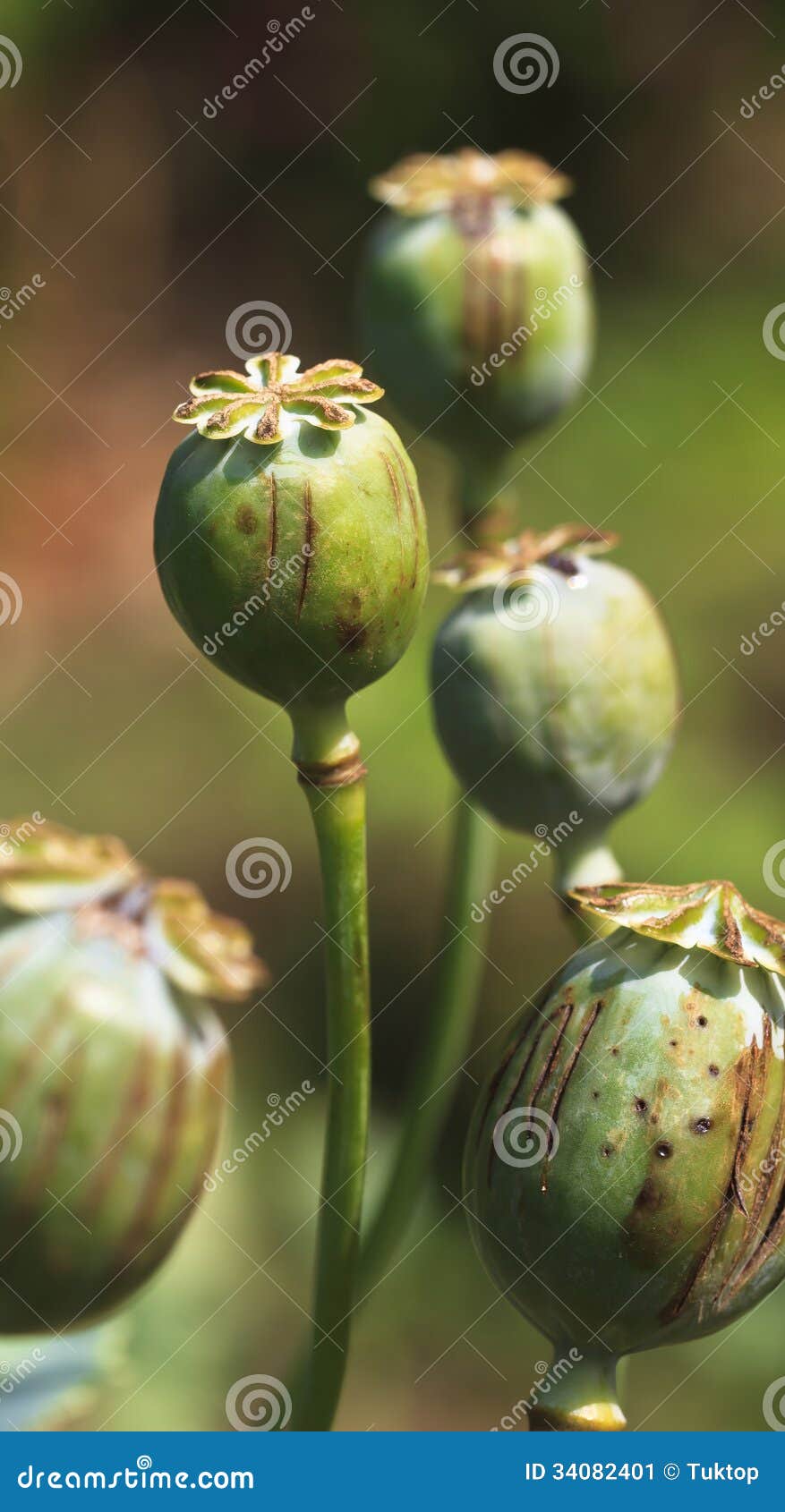 Opium field stock image. Image of medicine, green, narcotic - 34082401