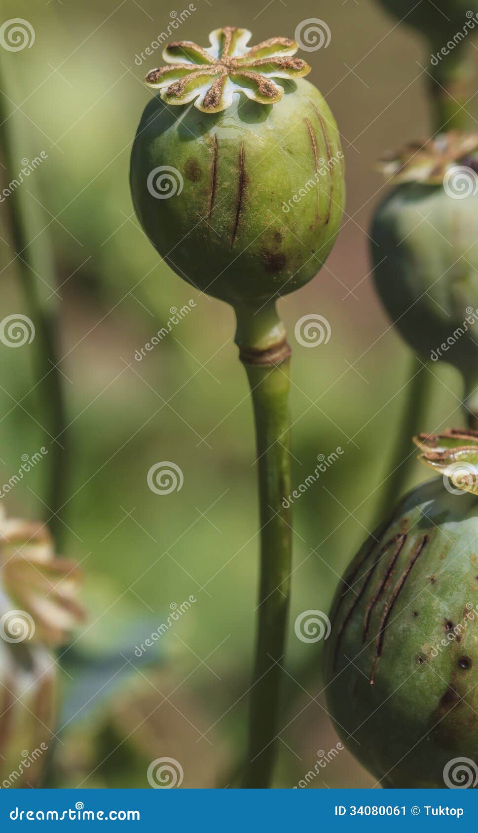 Opium field stock image. Image of seed, curve, closeup - 34080061