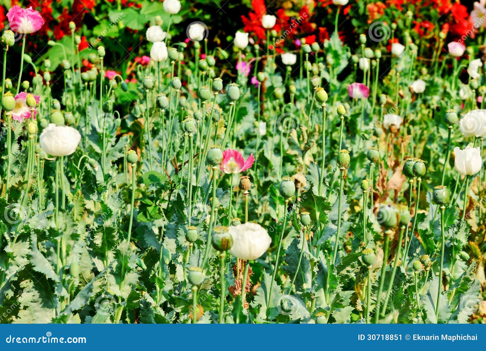 Opium field flower stock image. Image of opium, white - 30718851