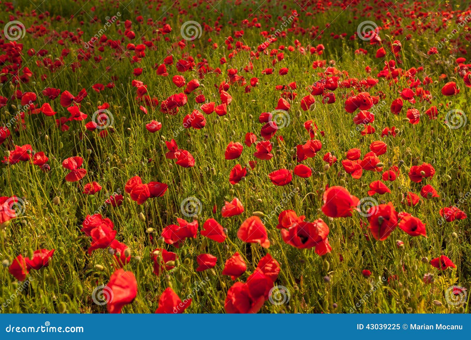 Opium field stock image. Image of plant, herb, life, field - 43039225