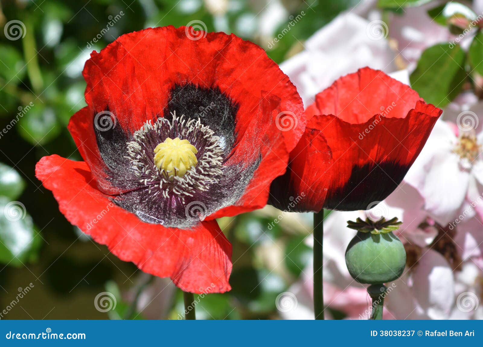 Opium flower stock image. Image of herbal, growing, garden - 38038237