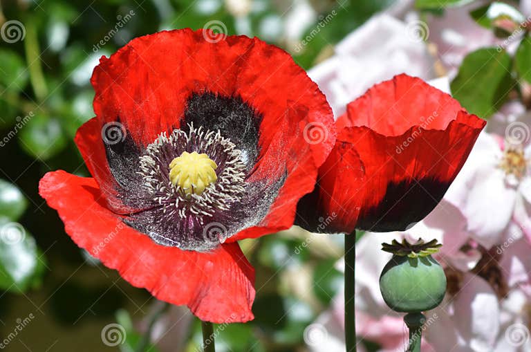 Opium flower stock image. Image of herbal, growing, garden - 38038237