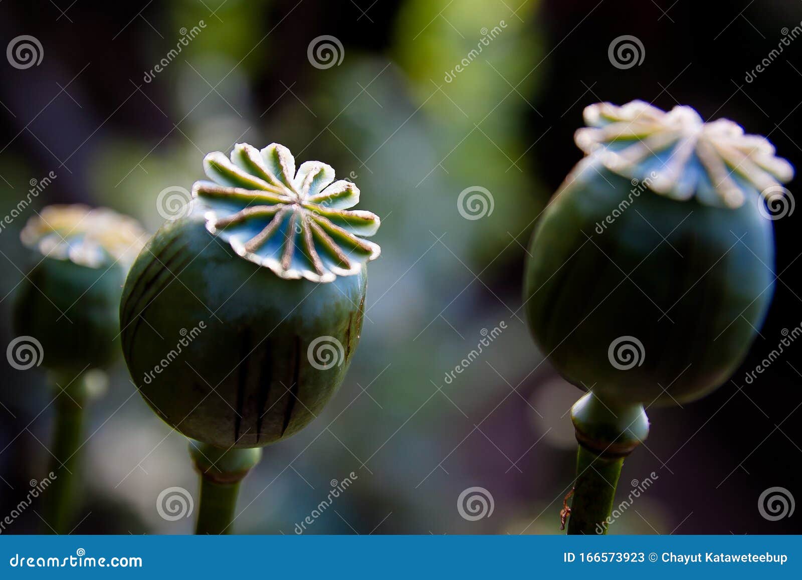 Opium Flower in the Morning Stock Image - Image of blossom, morning ...