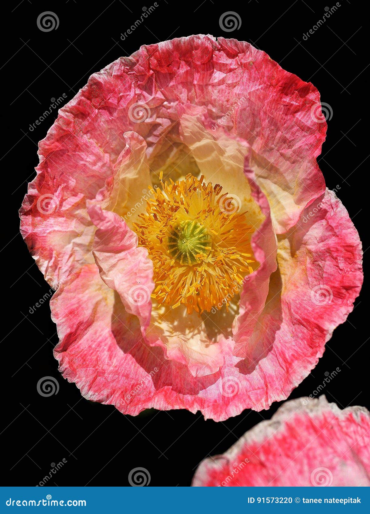 Opium Flower stock photo. Image of colurful, bloom, flower - 91573220