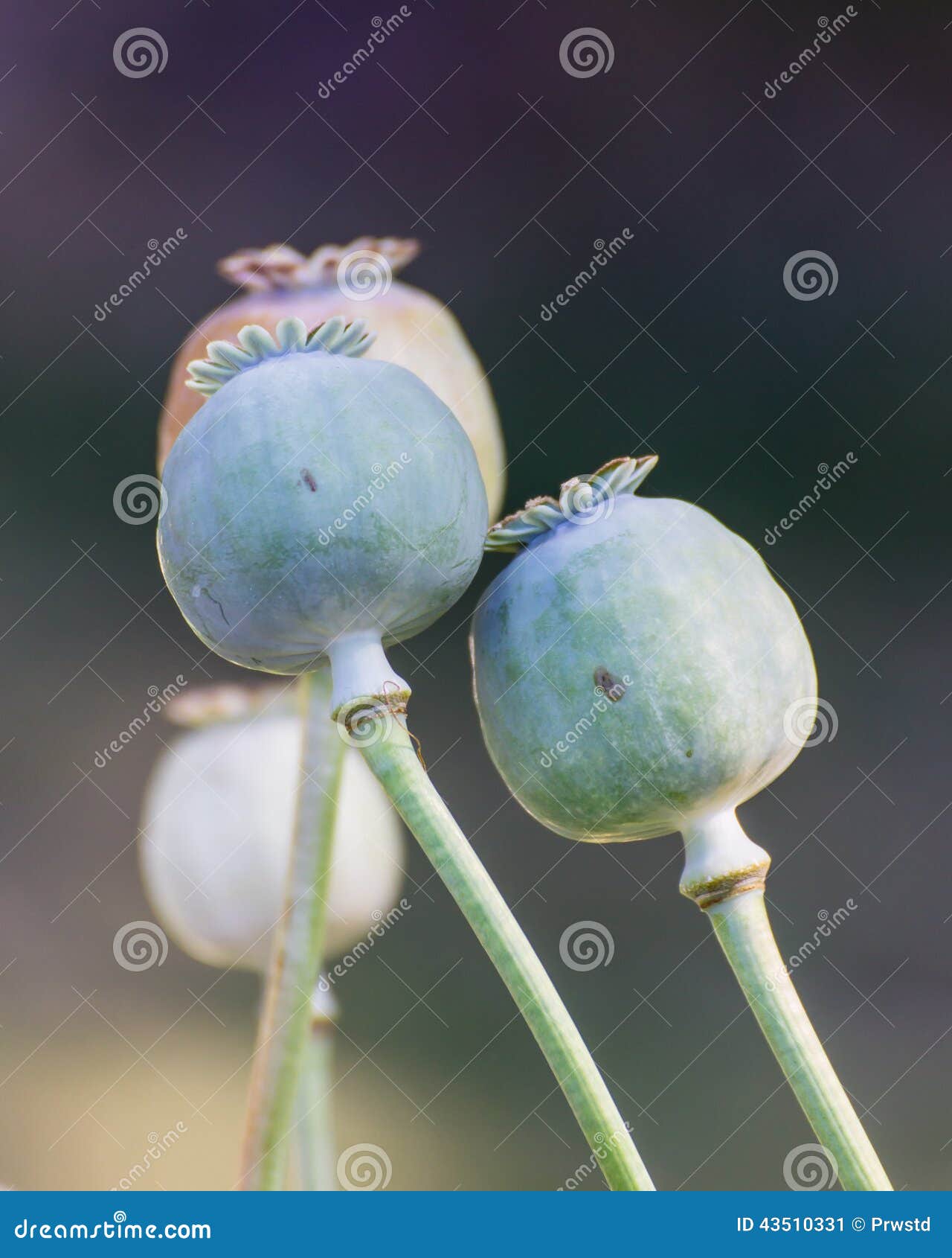 Opium-Nahaufnahme stockbild. Bild von umgebung, morphium - 43510331