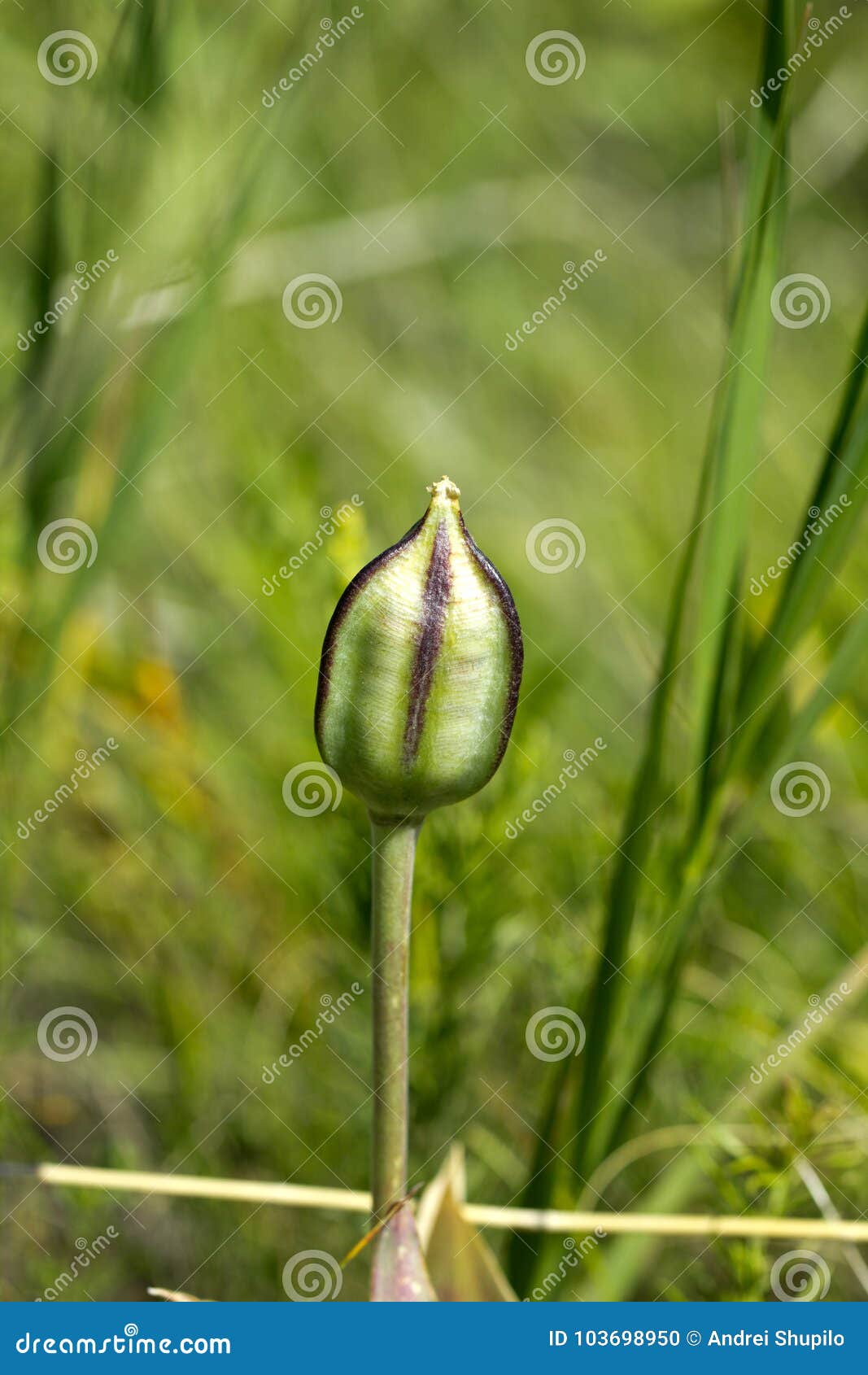 Opium in nature stock photo. Image of color, head, closeup - 103698950