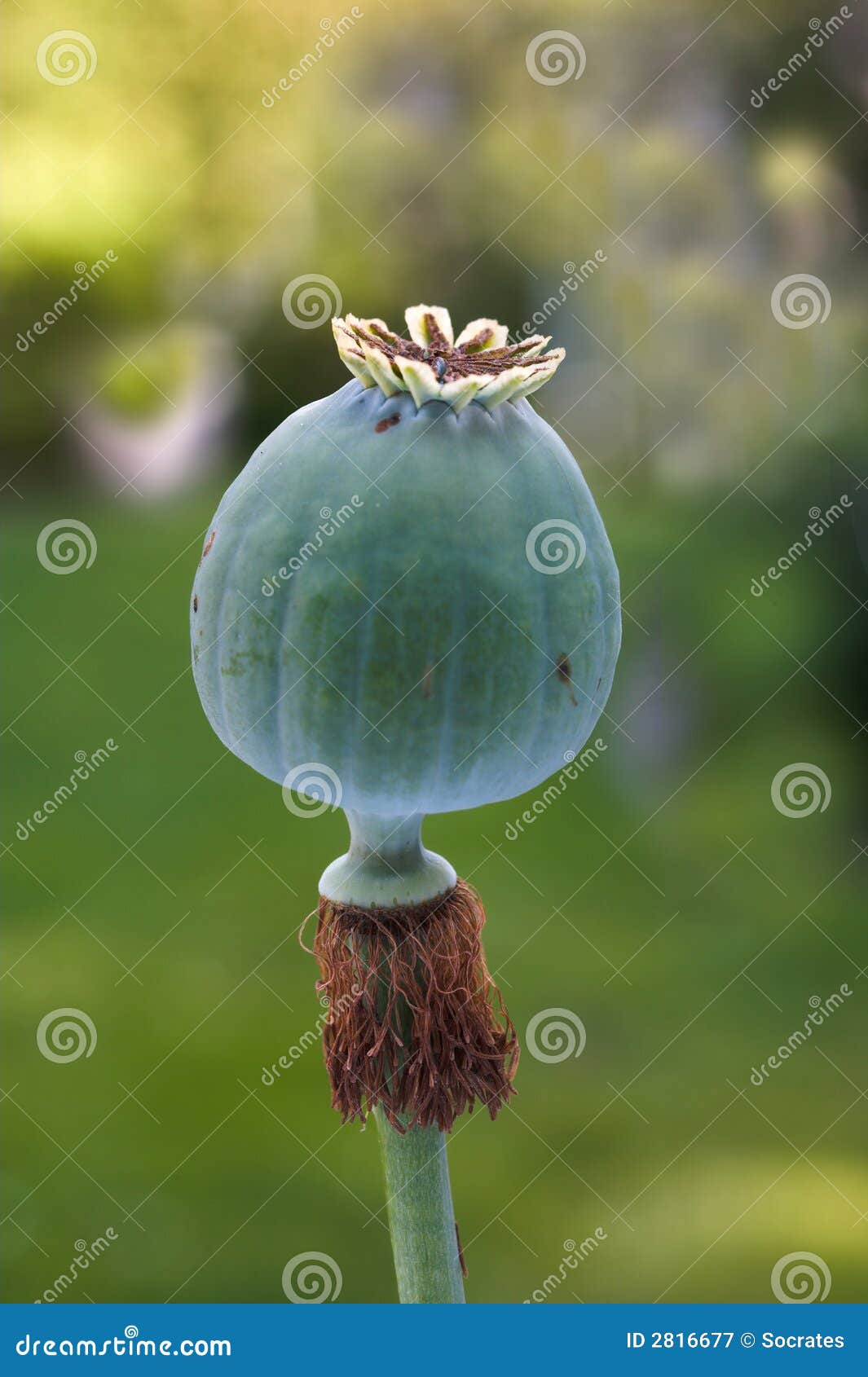 Opium plant stock image. Image of bulb, flower, drug, morphine - 2816677