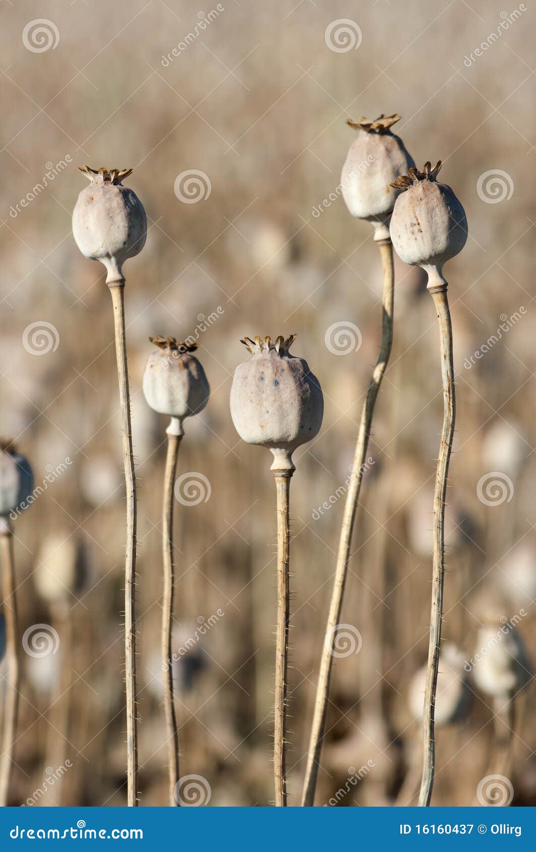 Opium Poppy Seeds