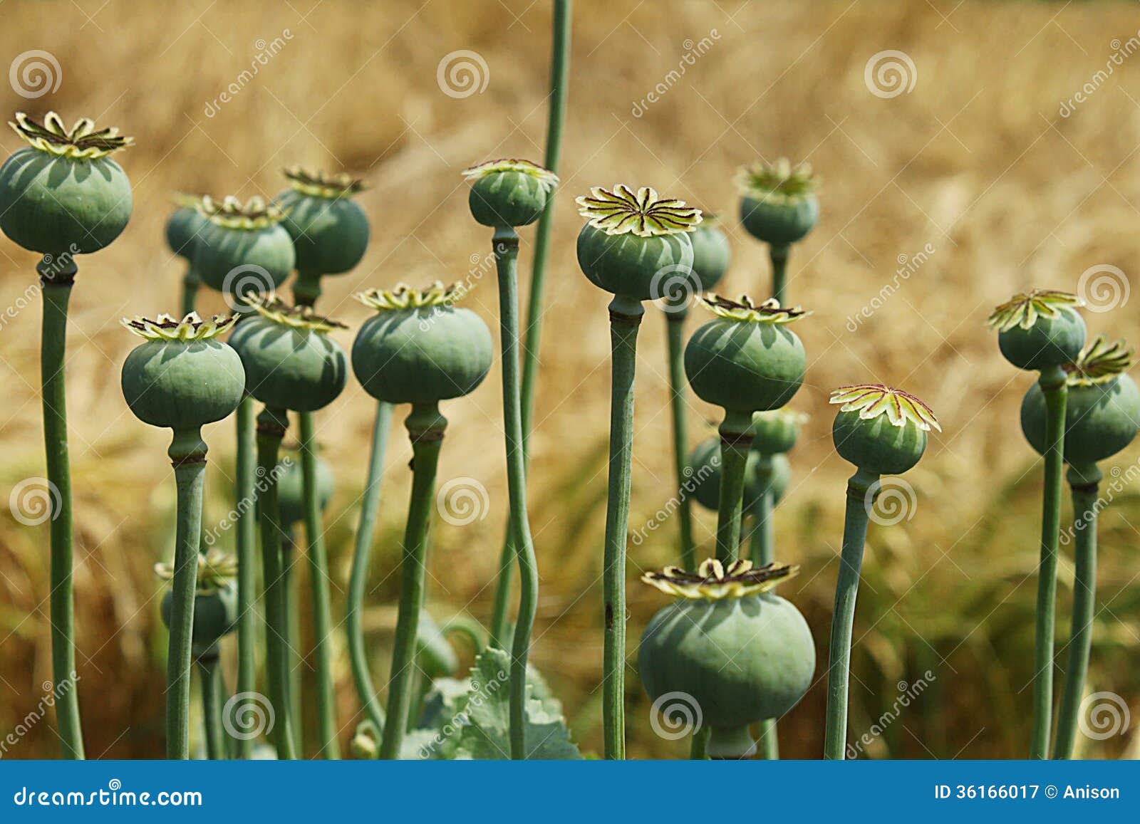 Opium Poppies With Purple Flowers Growing Near Phrygia Valley Natural ...