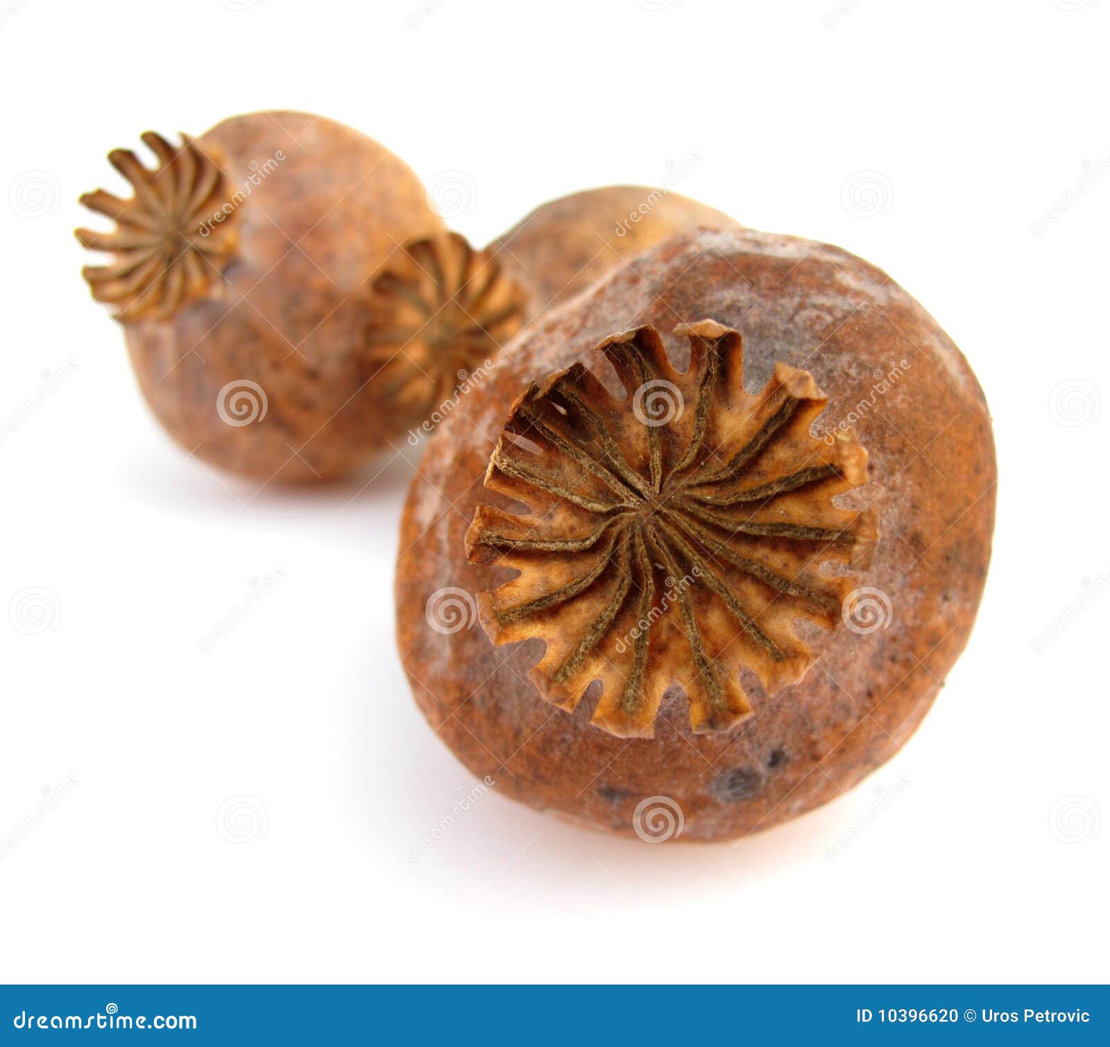 Opium poppy stock photo. Image of studio, horizontal - 10396620