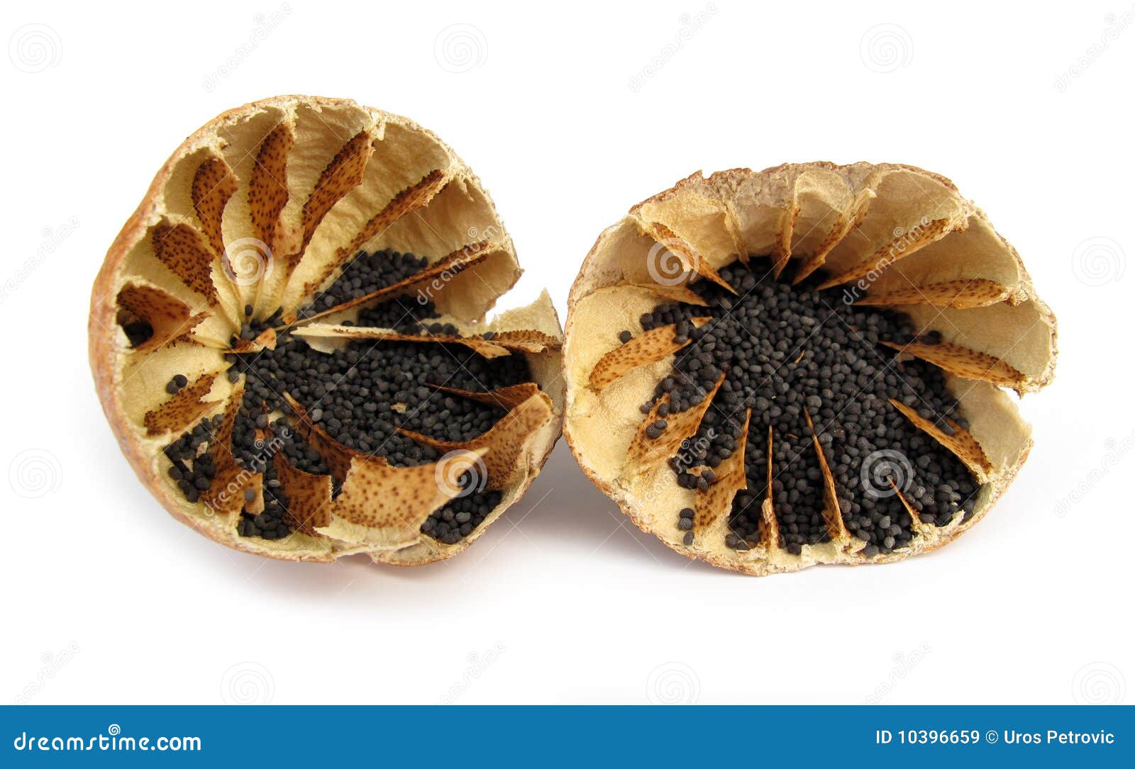 Opium Poppy Head Production In Afghanistan. Afghan Opium Poppy ...