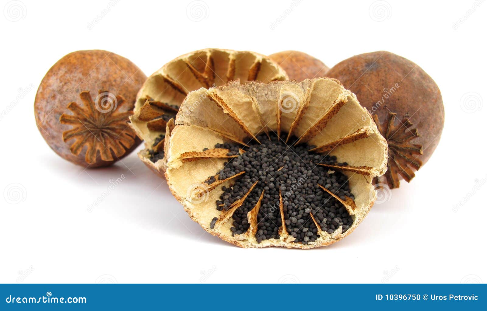 Opium poppy stock photo. Image of background, food, papaver - 10396750