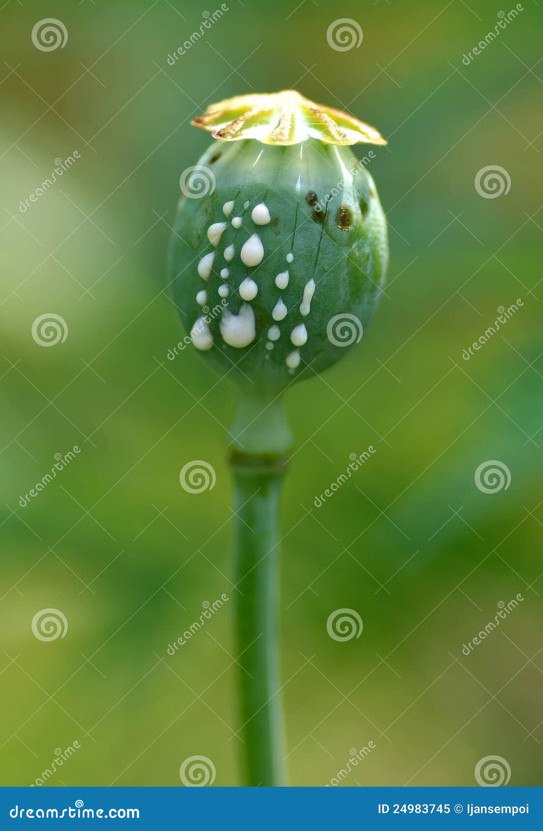 Opium poppy stock image. Image of floral, detail, wildflower - 24983745