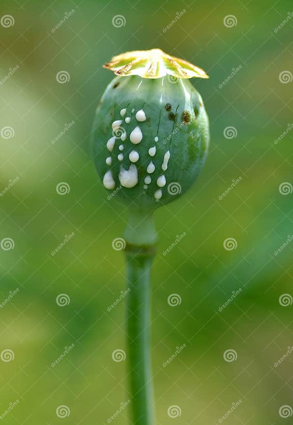 Opium poppy stock image. Image of floral, detail, wildflower - 24983745