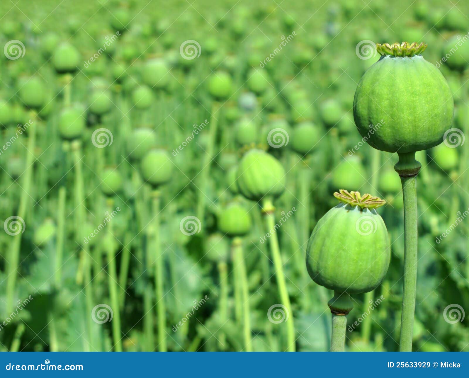 Opium Poppy Head Production In Afghanistan. Afghan Opium Poppy ...