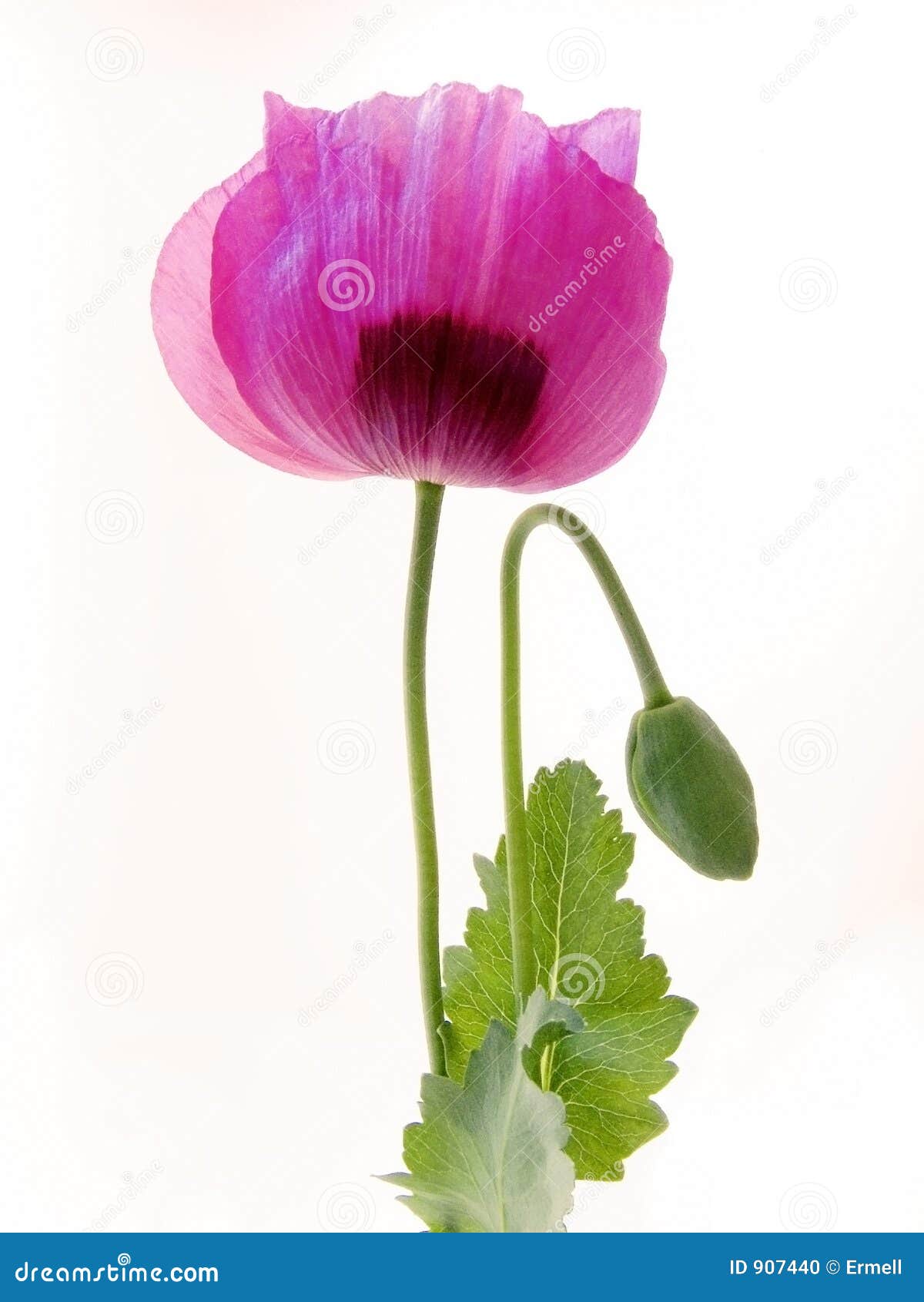Opium poppy stock photo. Image of flowers, purple, poppy - 907440