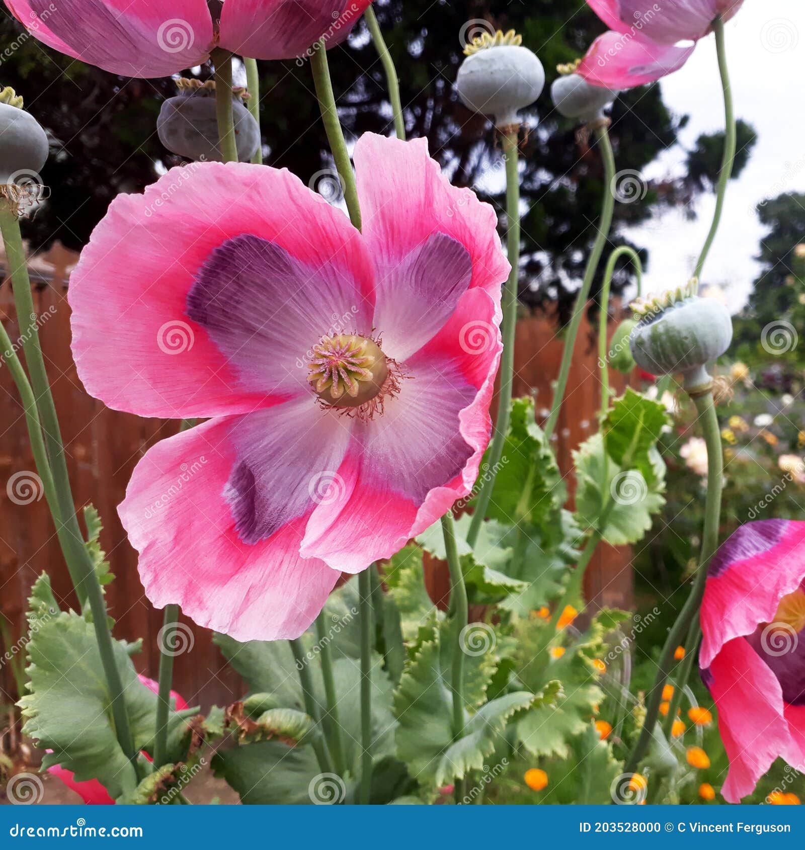Pink Petal Opium Poppy with Buds Stock Photo - Image of petal, nature ...