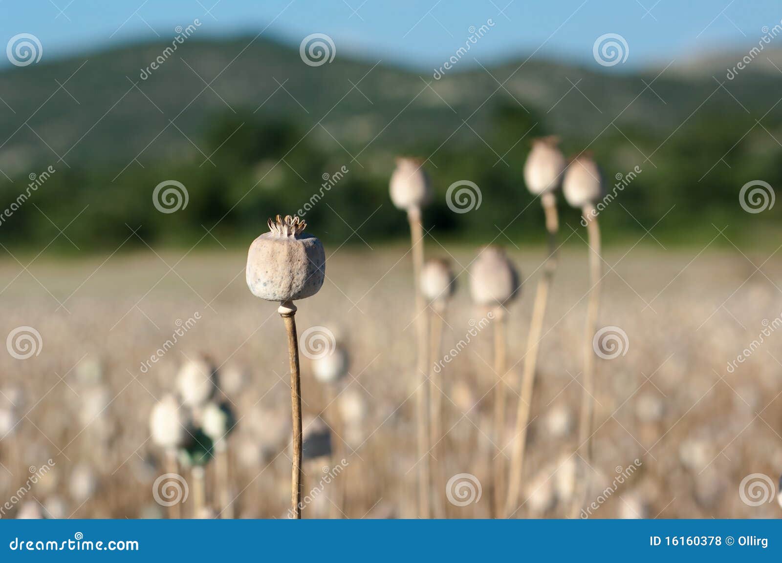 Opium Poppy Dried Capsules stock photo. Image of asia - 16160378