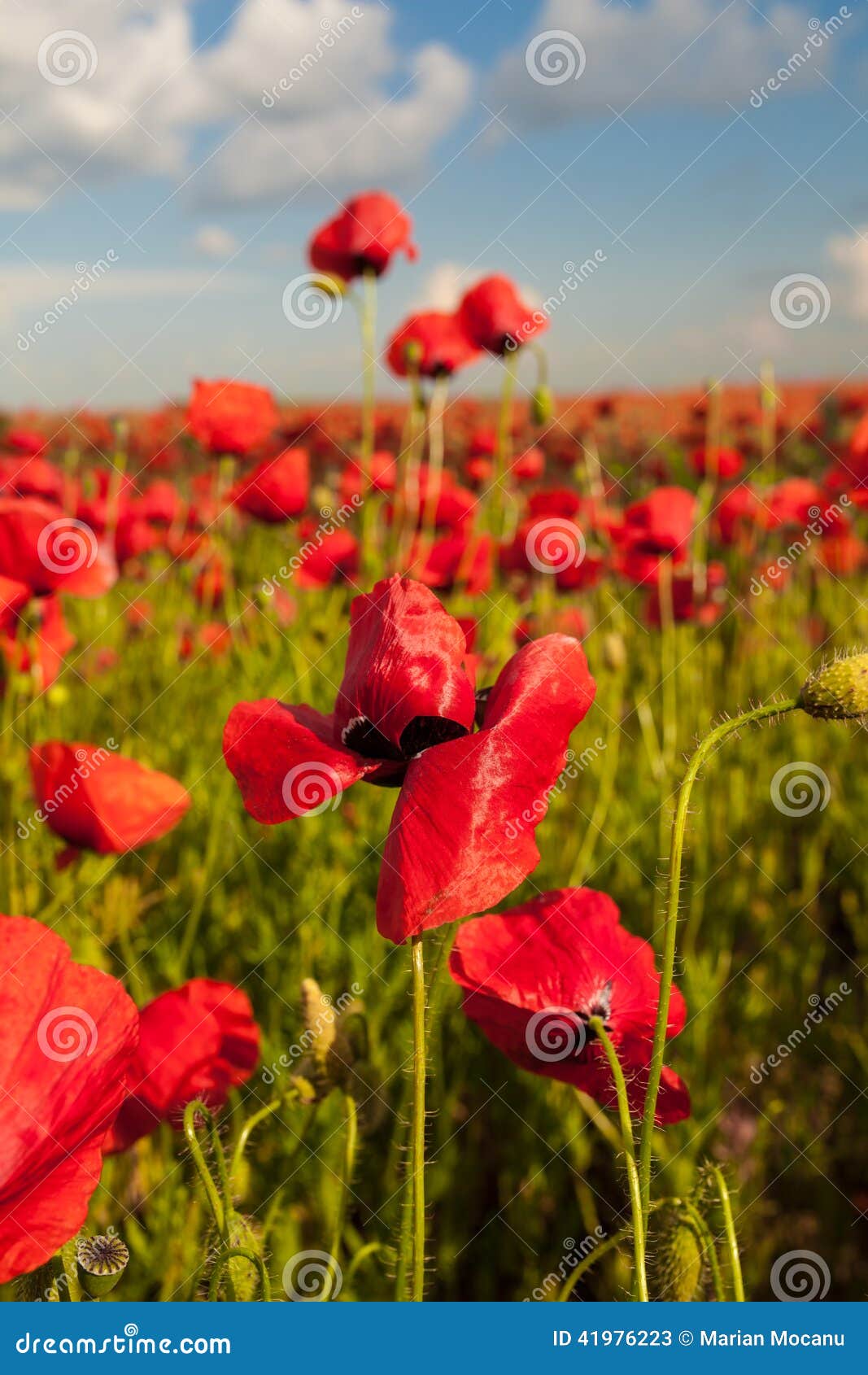 Opium poppy stock image. Image of plant, beauty, field - 41976223