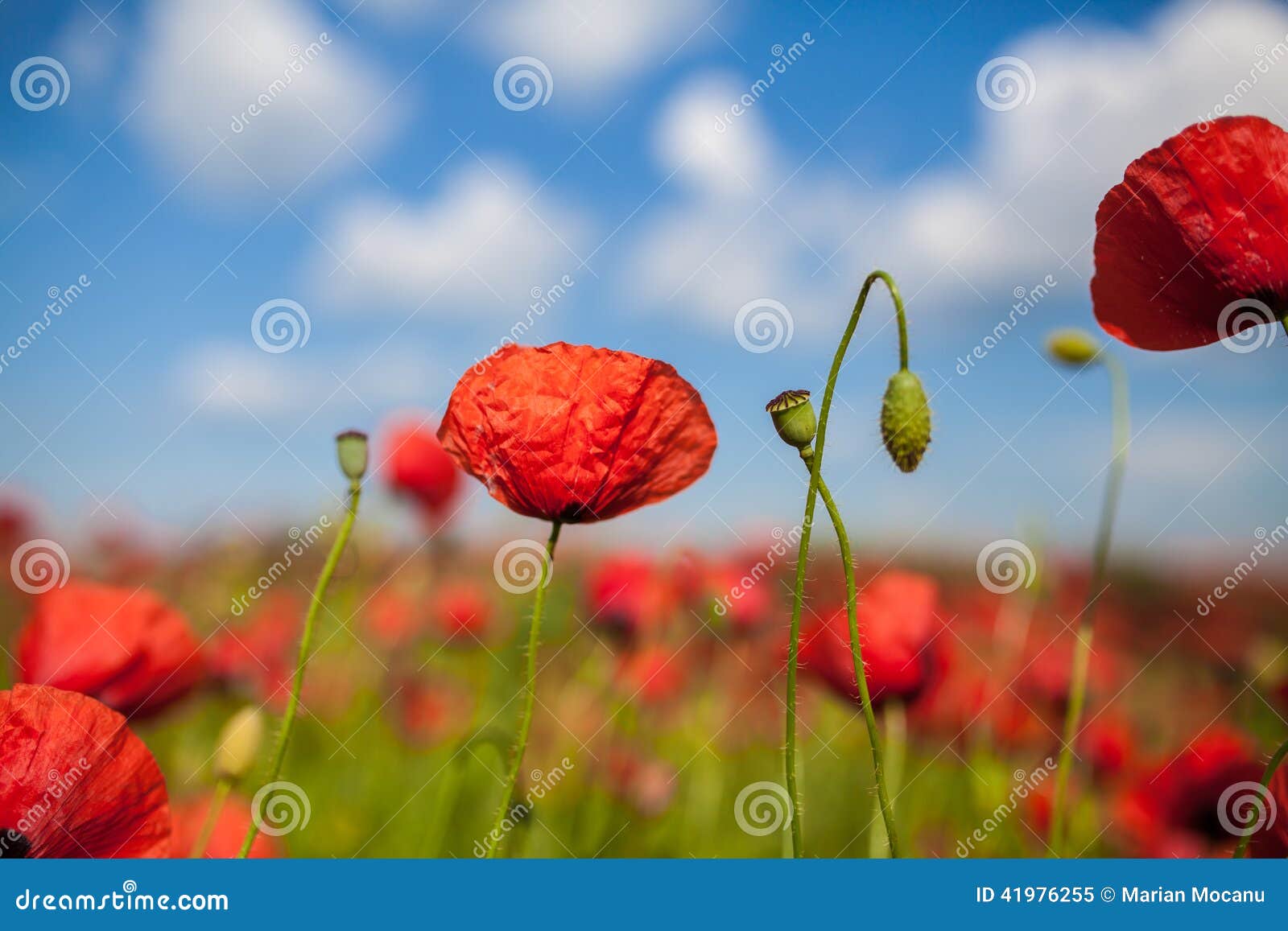 Opium poppy stock image. Image of macro, flora, flowers - 41976255