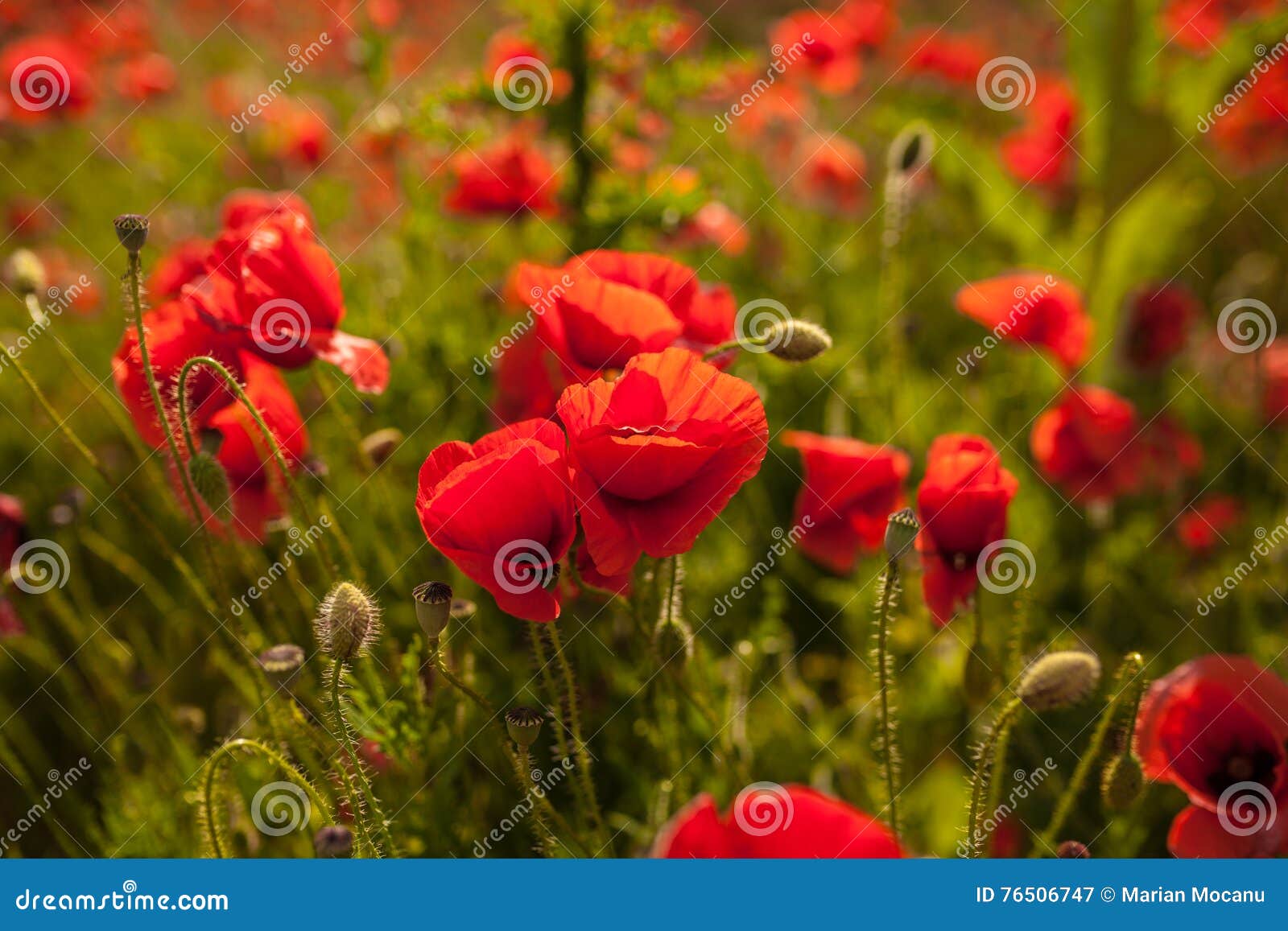 Opium poppy field stock image. Image of field, macro - 76506747